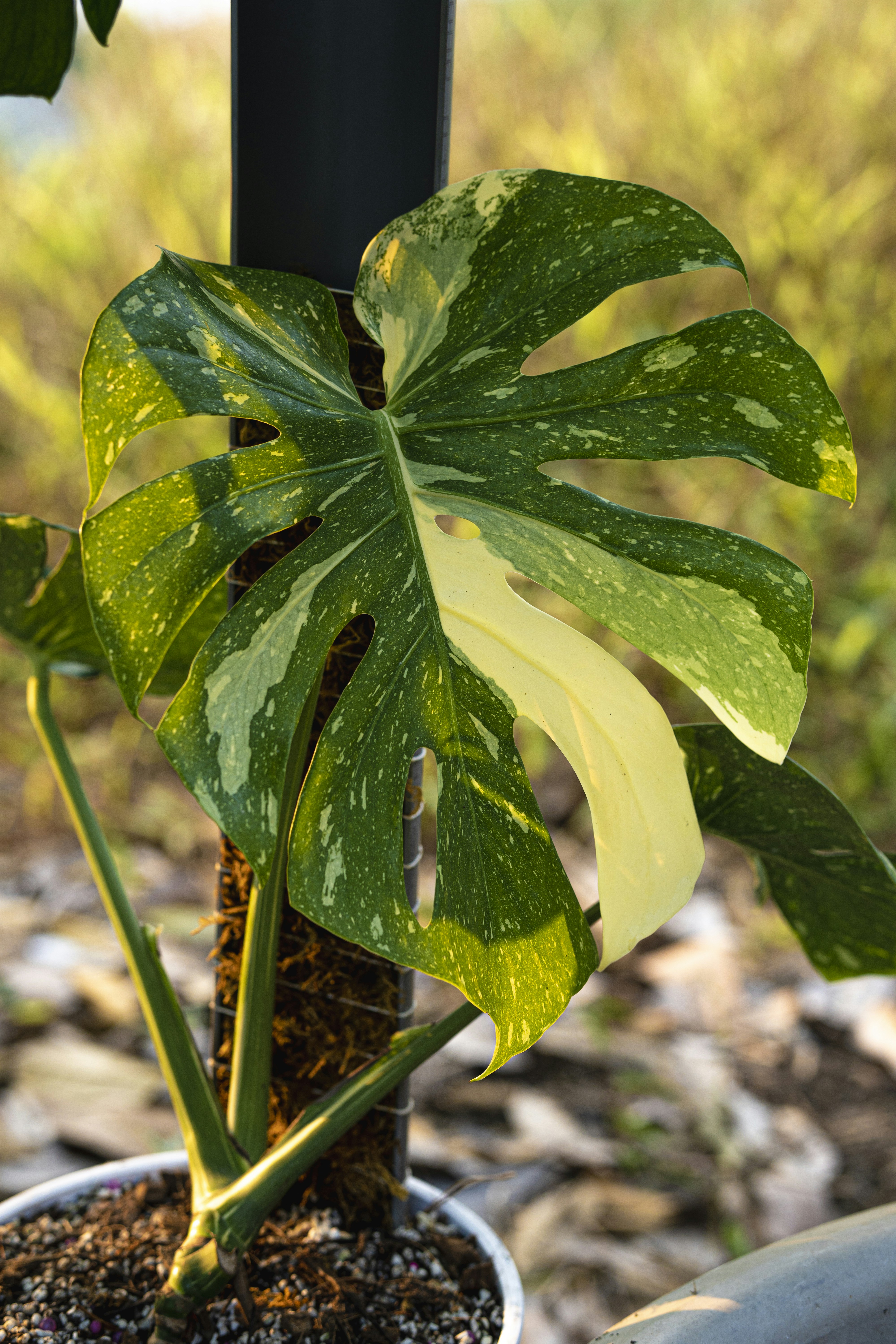 Nature's Intricate Palette: The Variegated Monstera Leaf