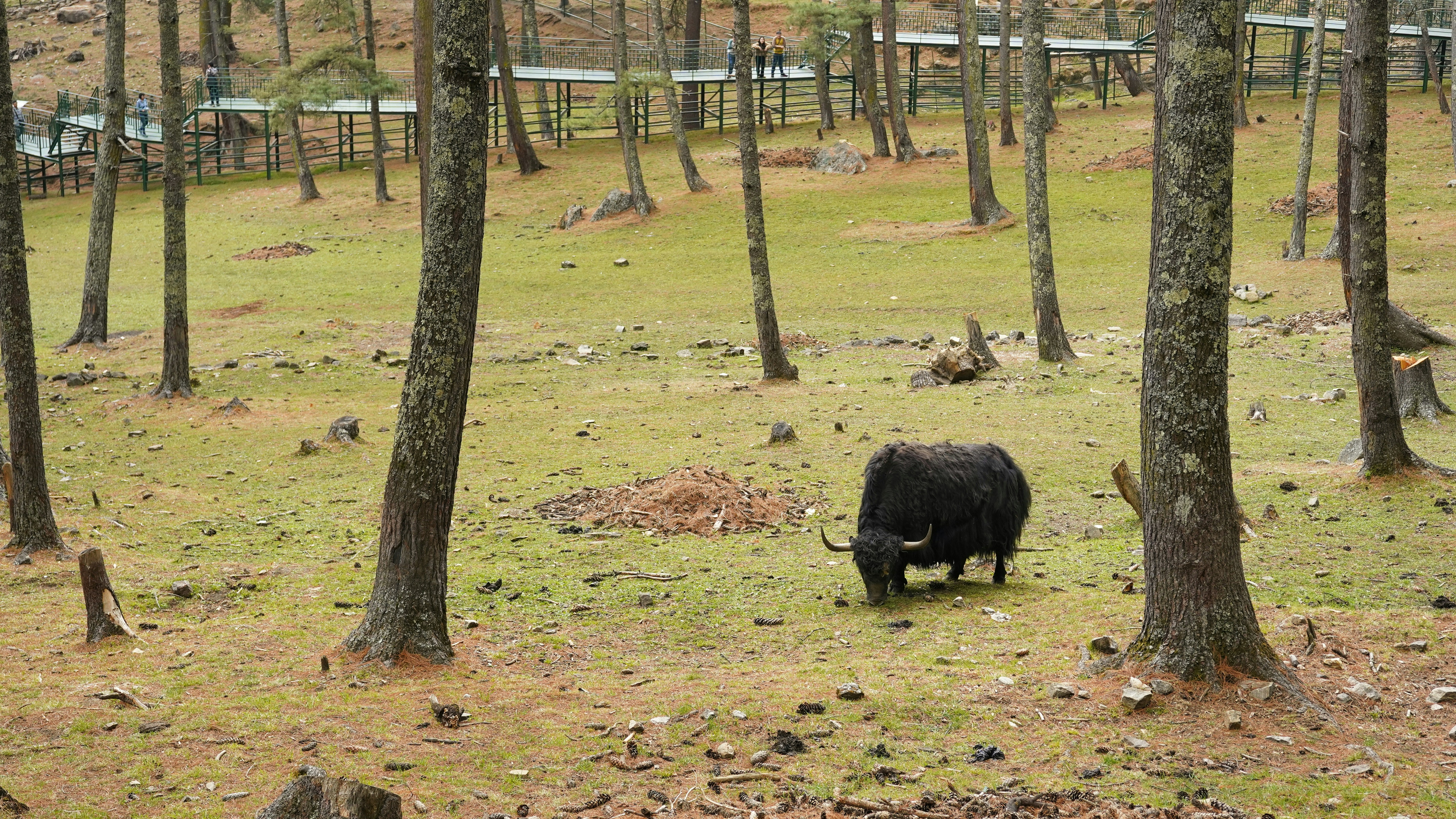 A black animal standing in a forest filled with trees photo – Free ...