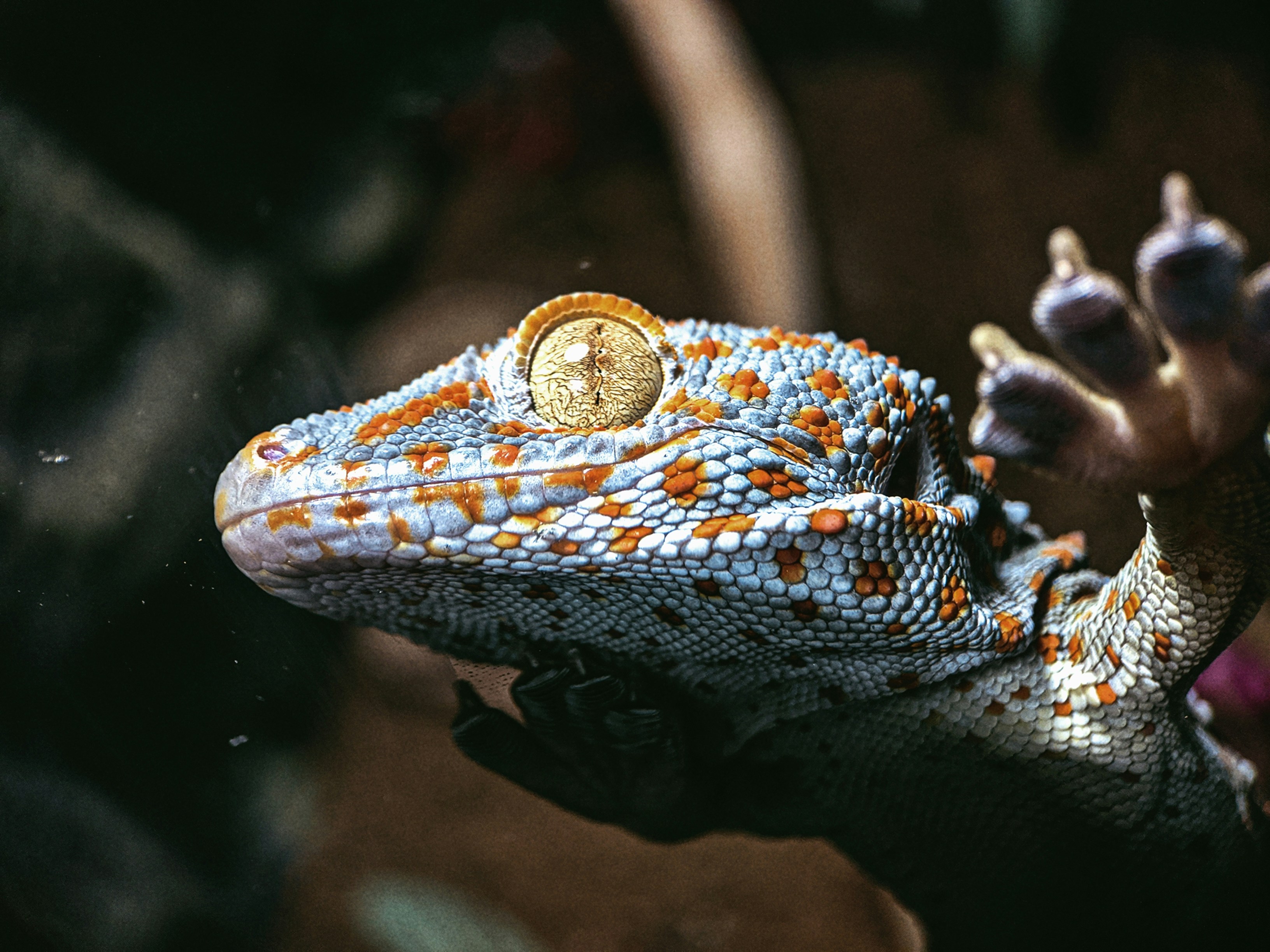 A close up of a lizard with a coin on it's head photo – Free Reptile ...