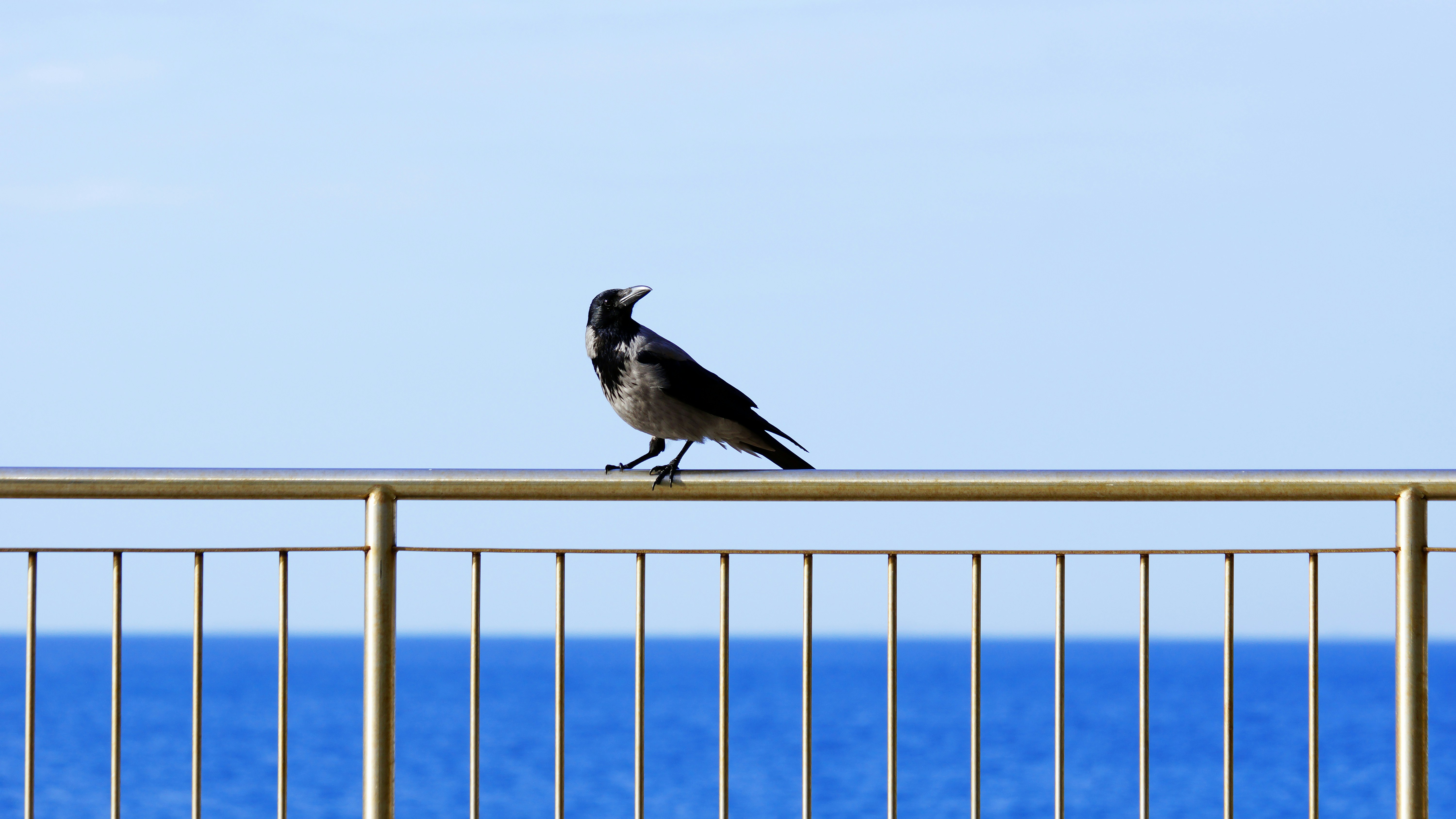 Rail-Top Sentinel: Crow Framed by a Sea of Blue