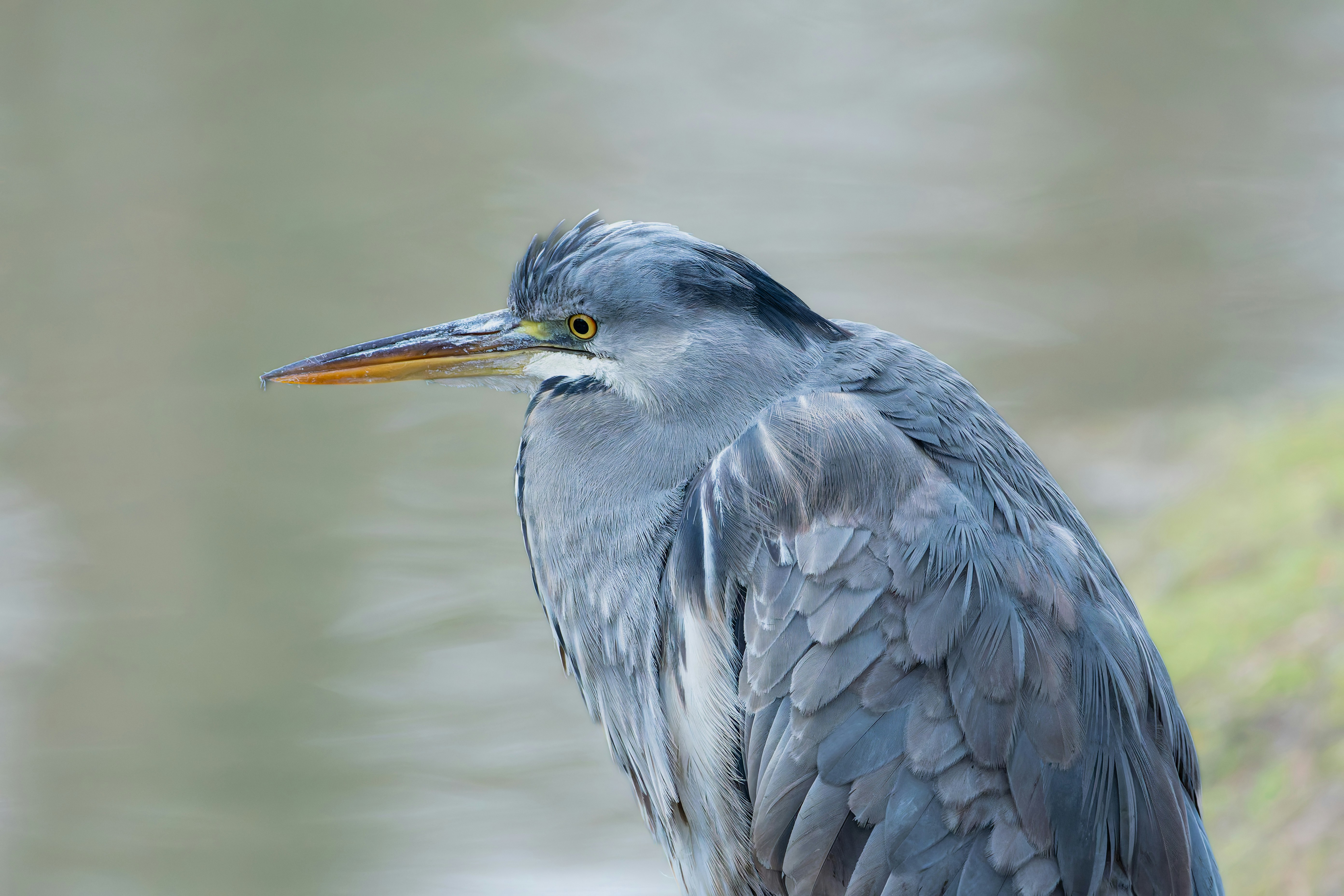 A close up of a bird with a blurry background photo – Free Langer ...
