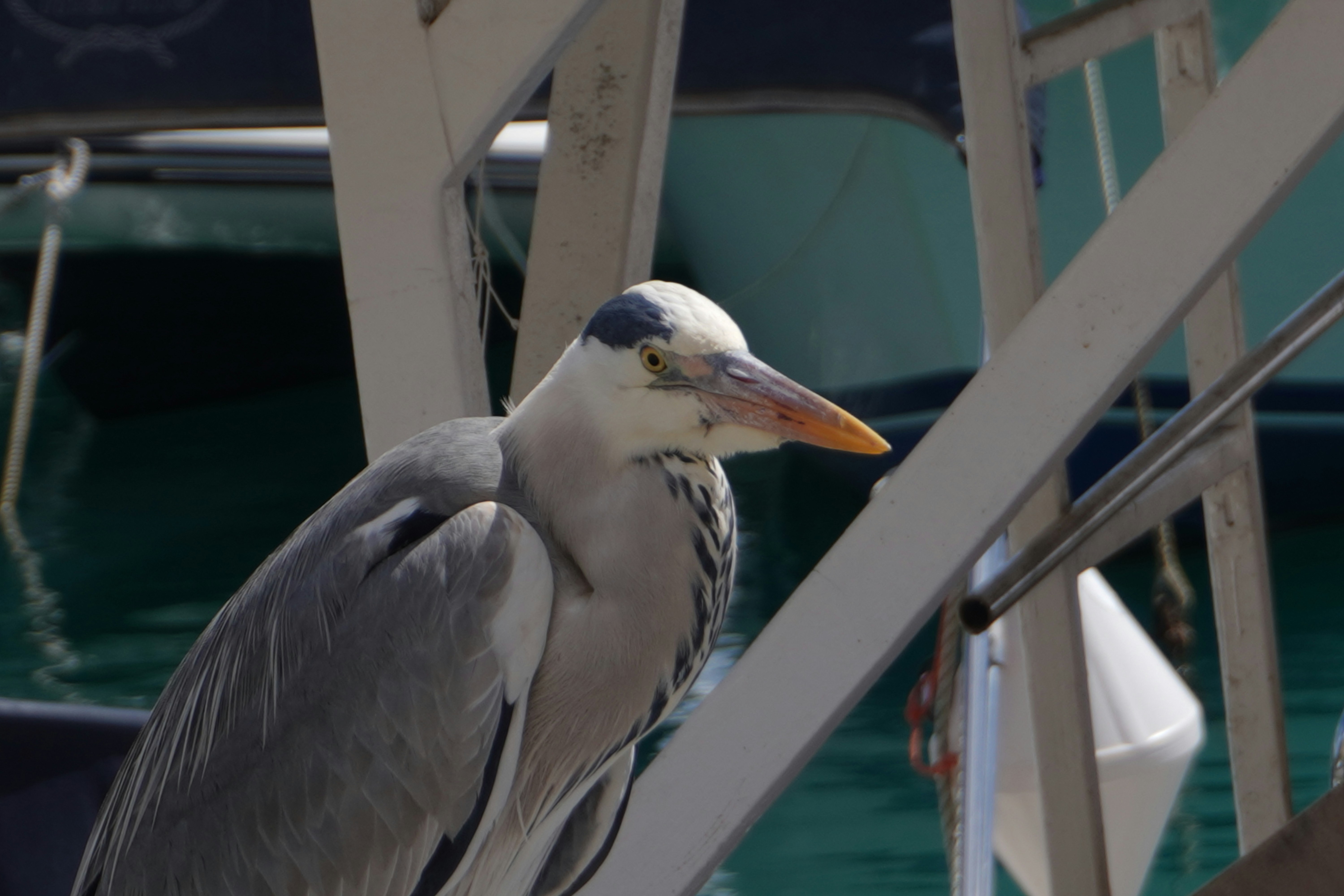 Heron Between Rails: A Quiet Moment by the Docks