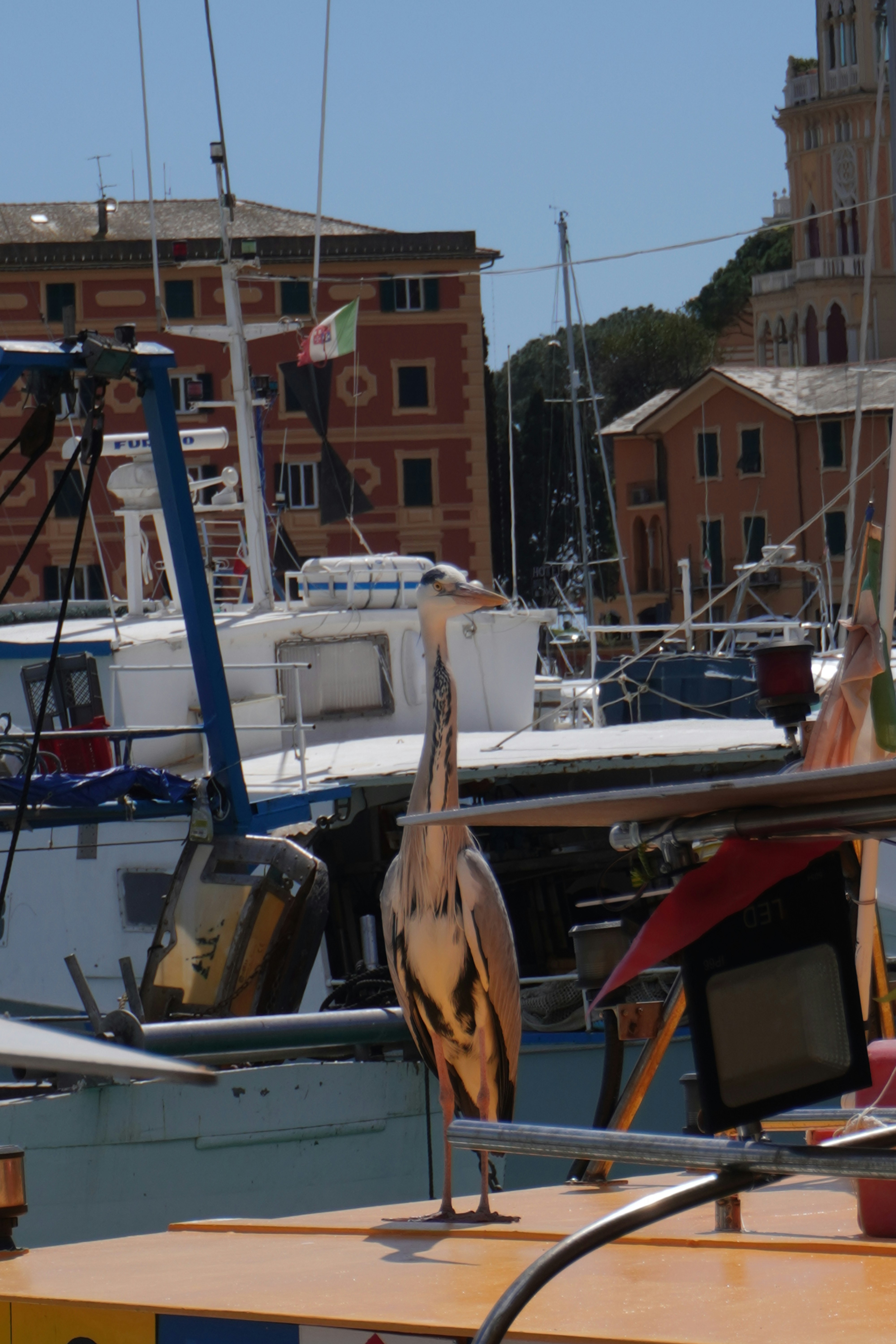 Marina Watcher: A solitary heron surveying a sunlit boat roof among masts