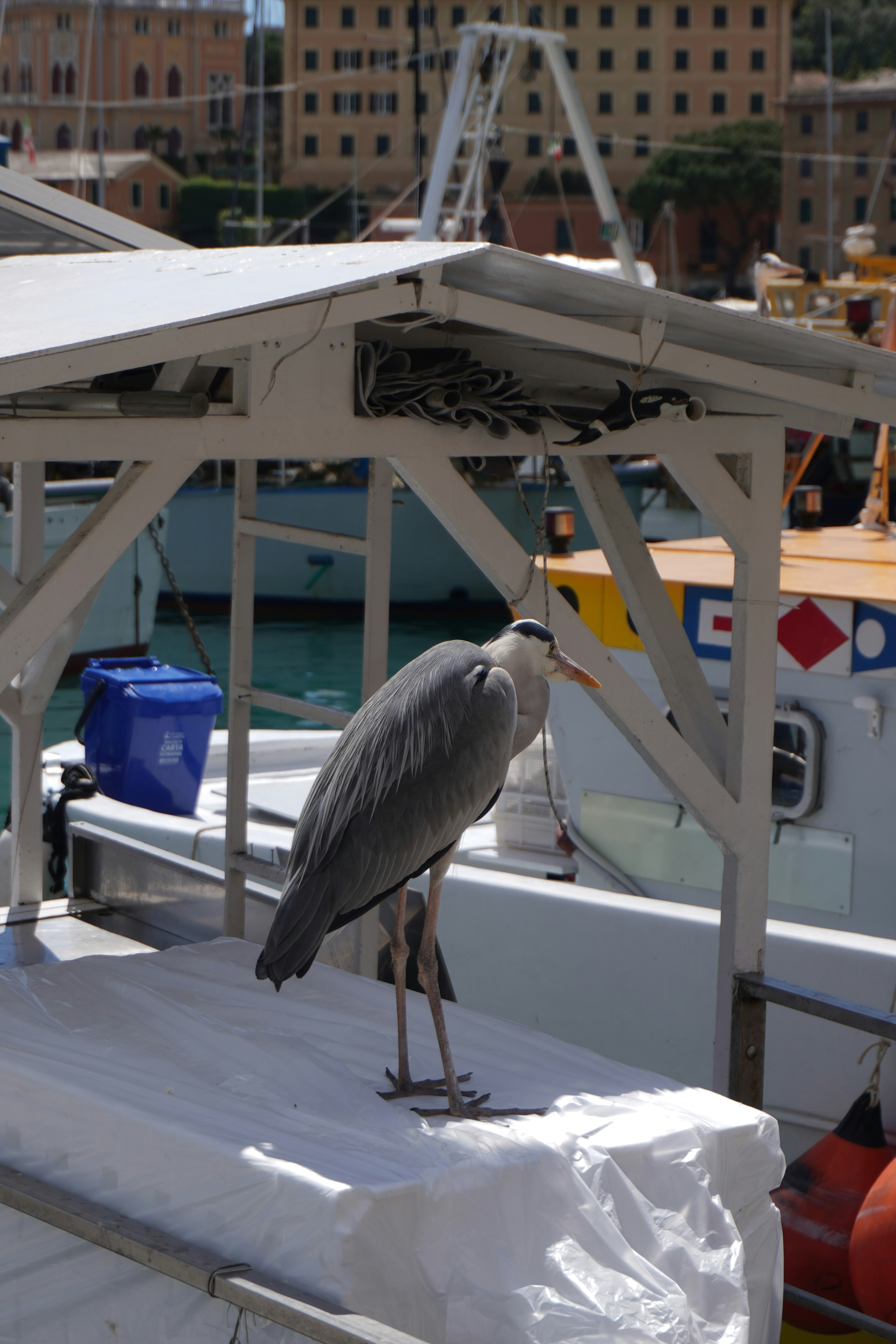Gray Heron in a Dockside Haven