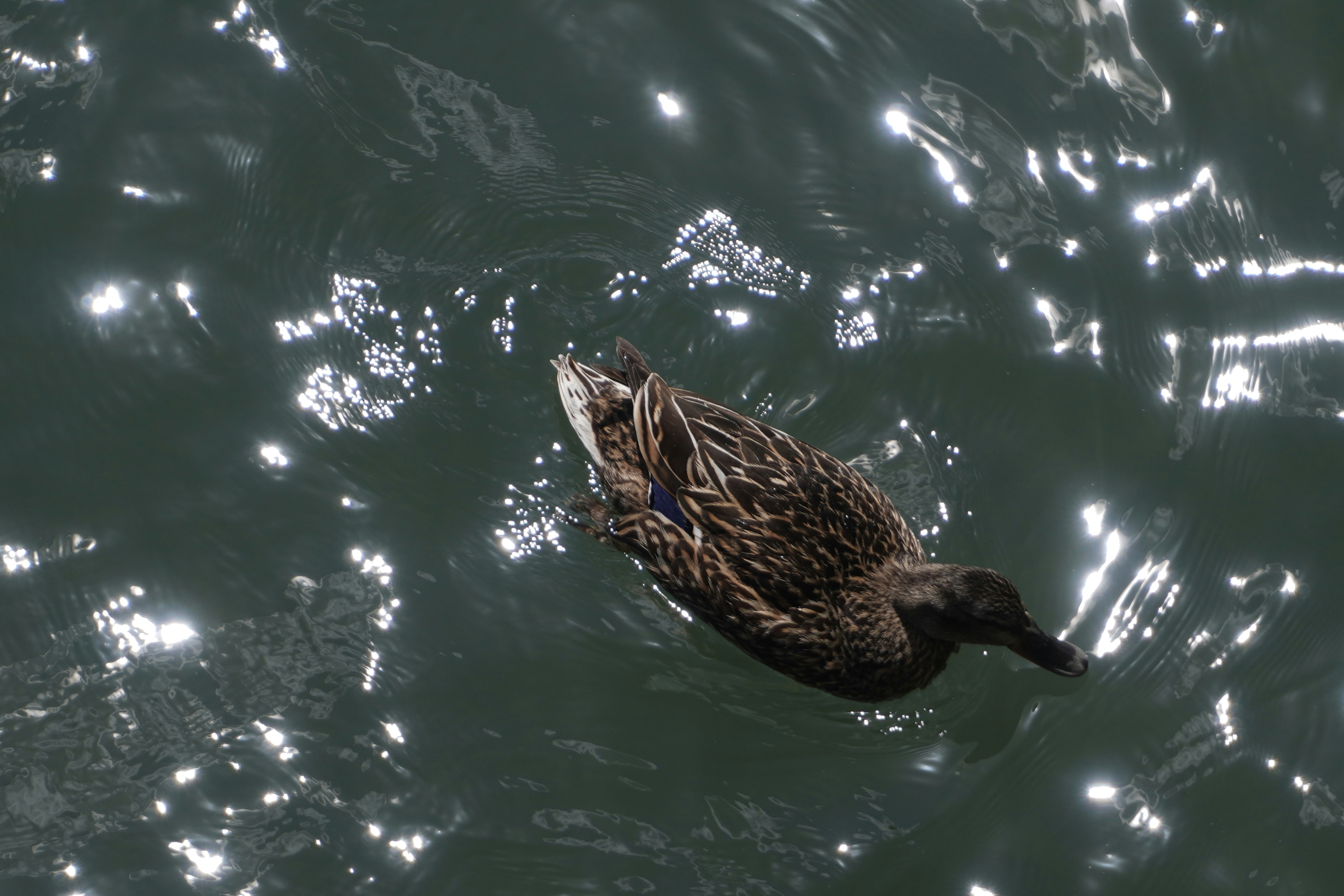 Glide through sunlit ripples: a speckled duck's quiet trek