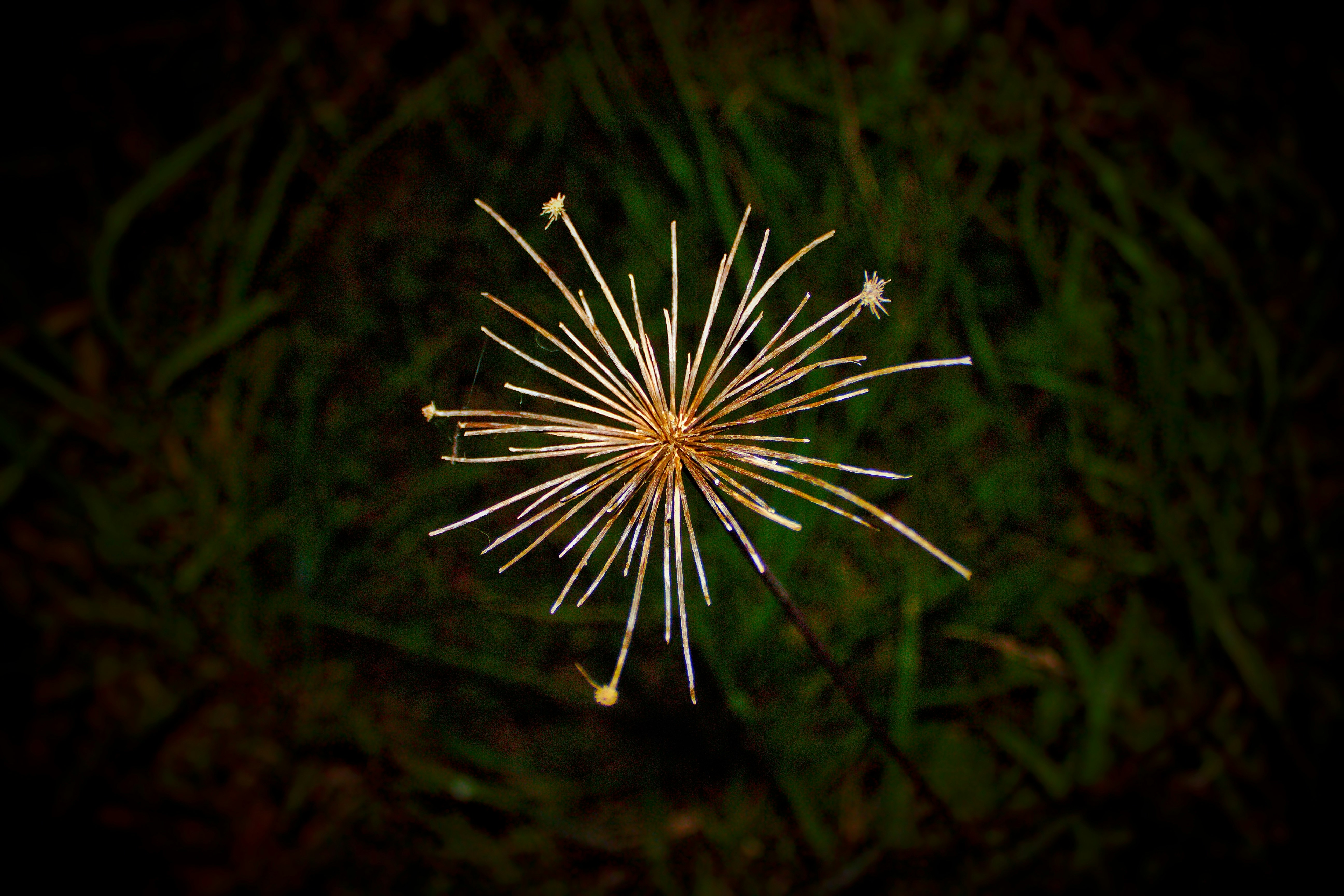 Midnight Firework on Grass: a Dandelion Seed Head