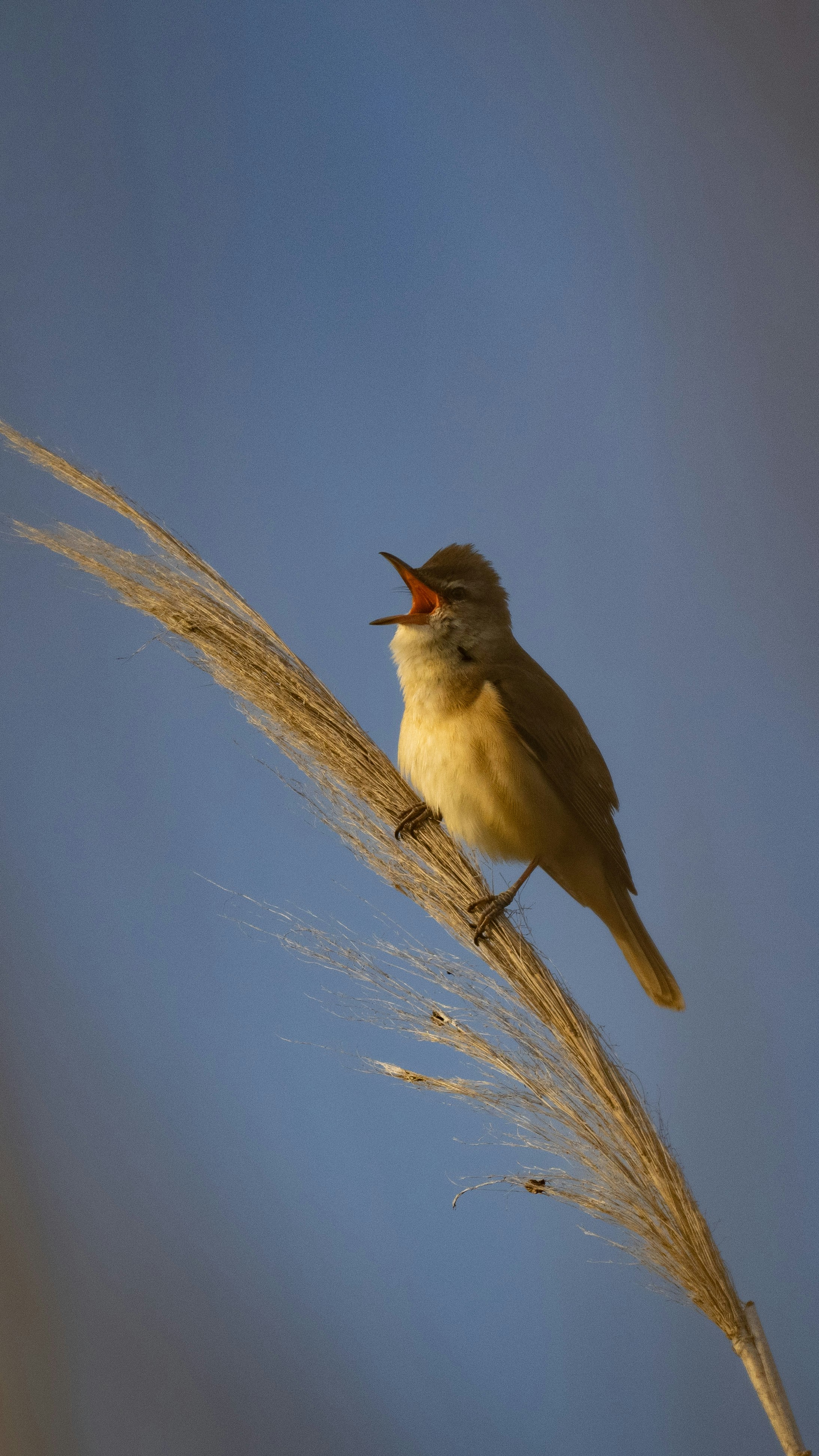 A small bird sitting on top of a dry grass stalk photo – Free Spain ...