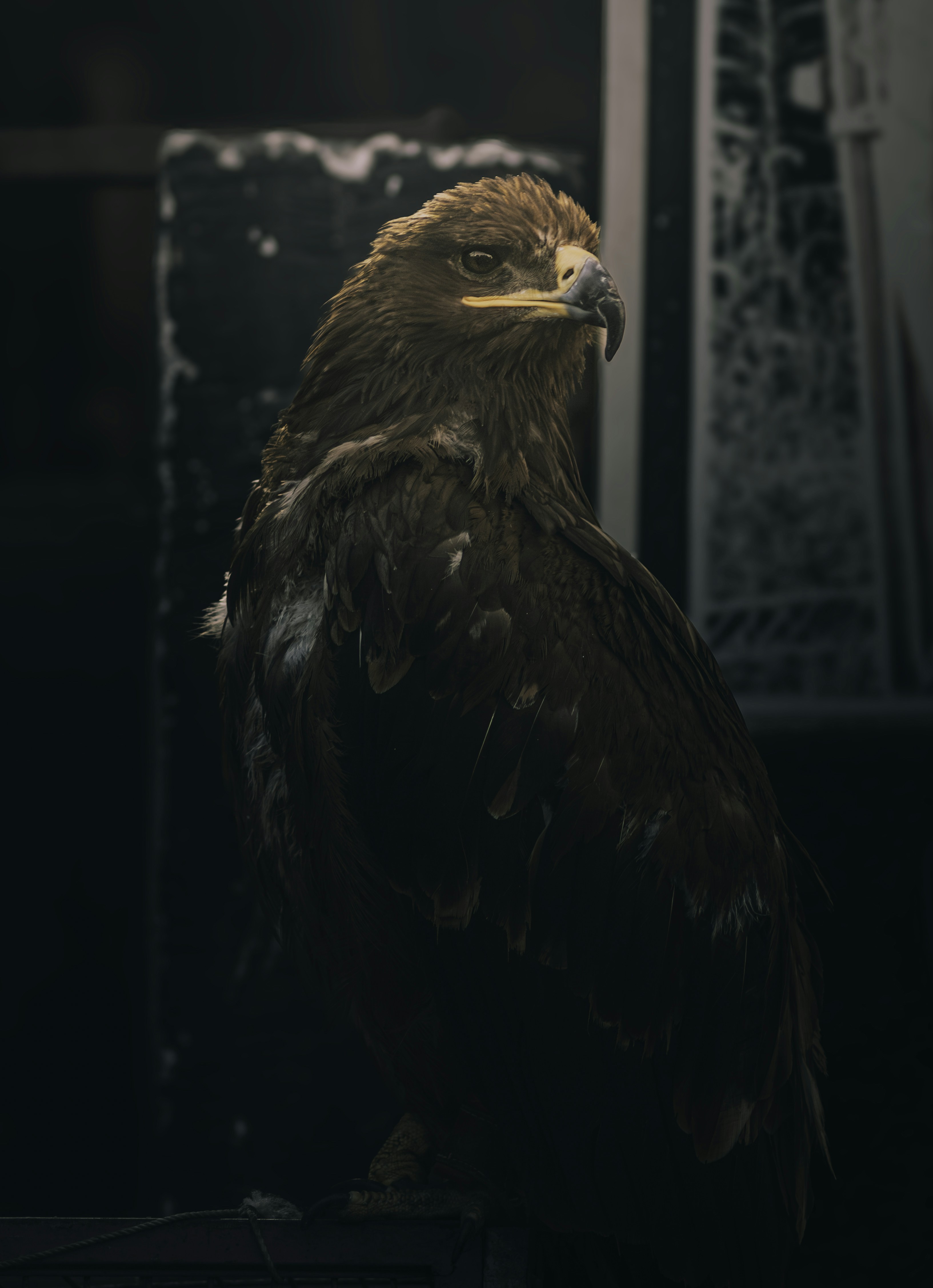 Shaded Crown: A Brown Eagle Perched in Dim, Industrial Light
