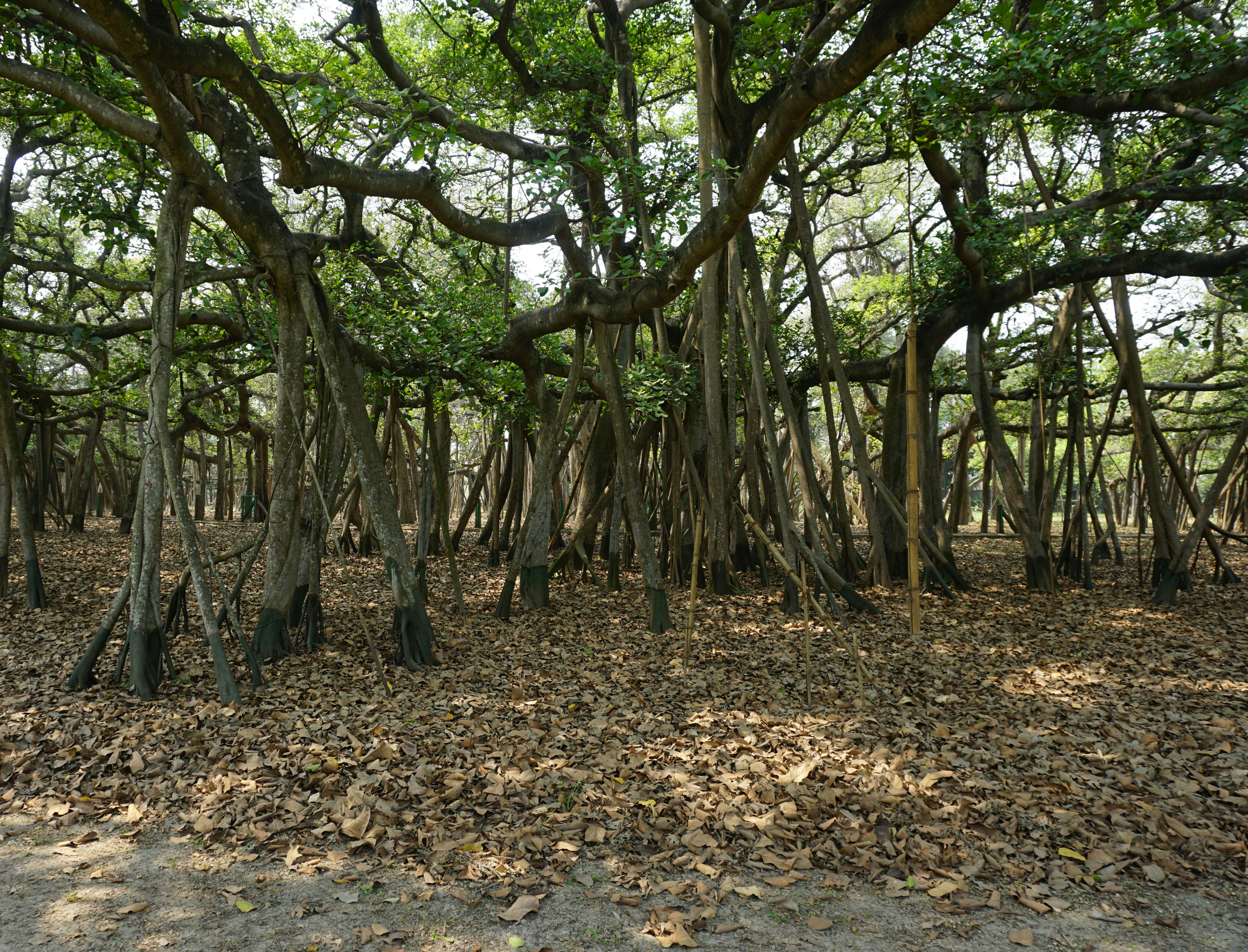 Interlaced Trunks: Geometry of a Banyan Grove