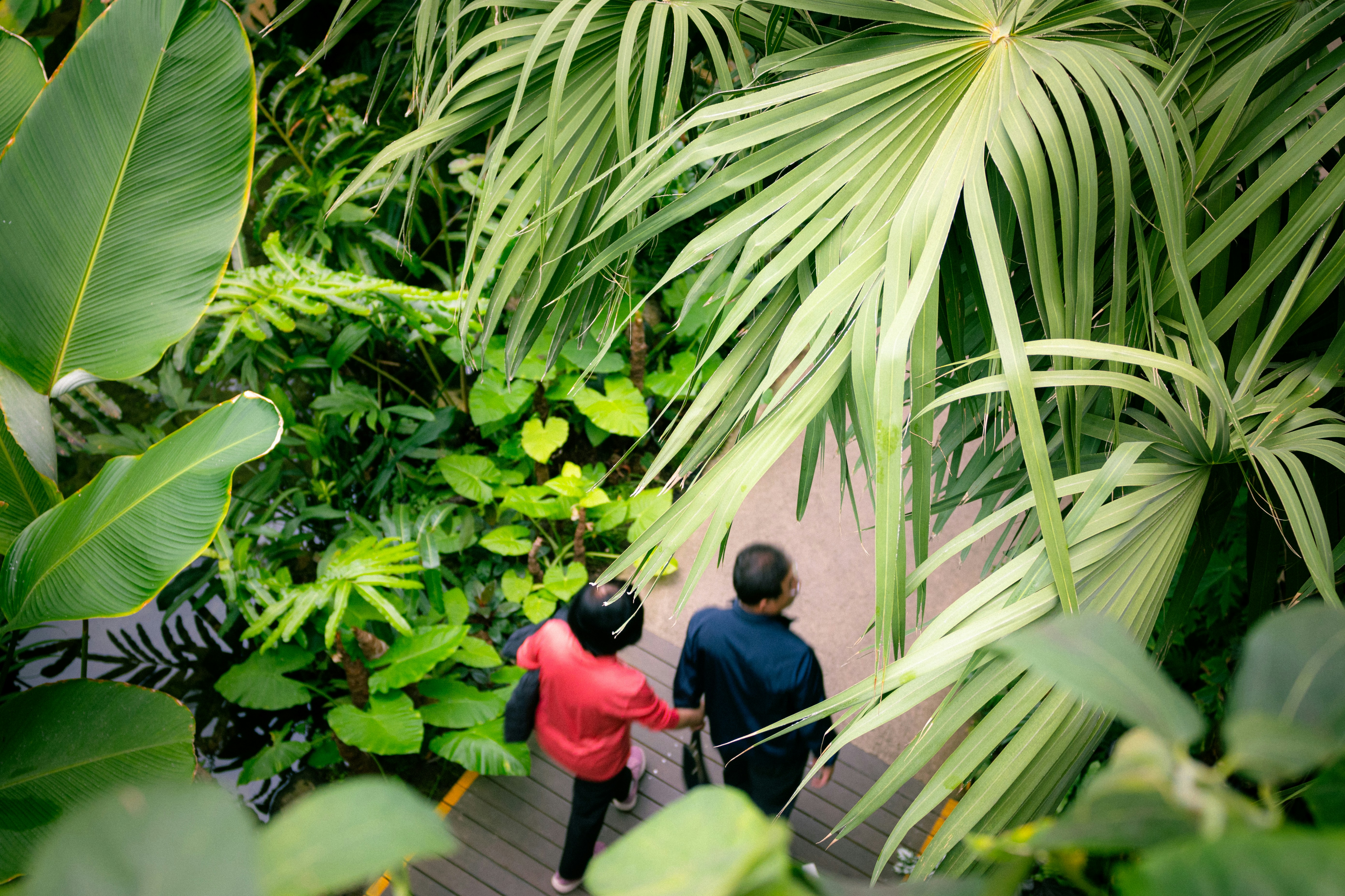 Two Wanderers in Color Thread a Palm-Fringed Boardwalk