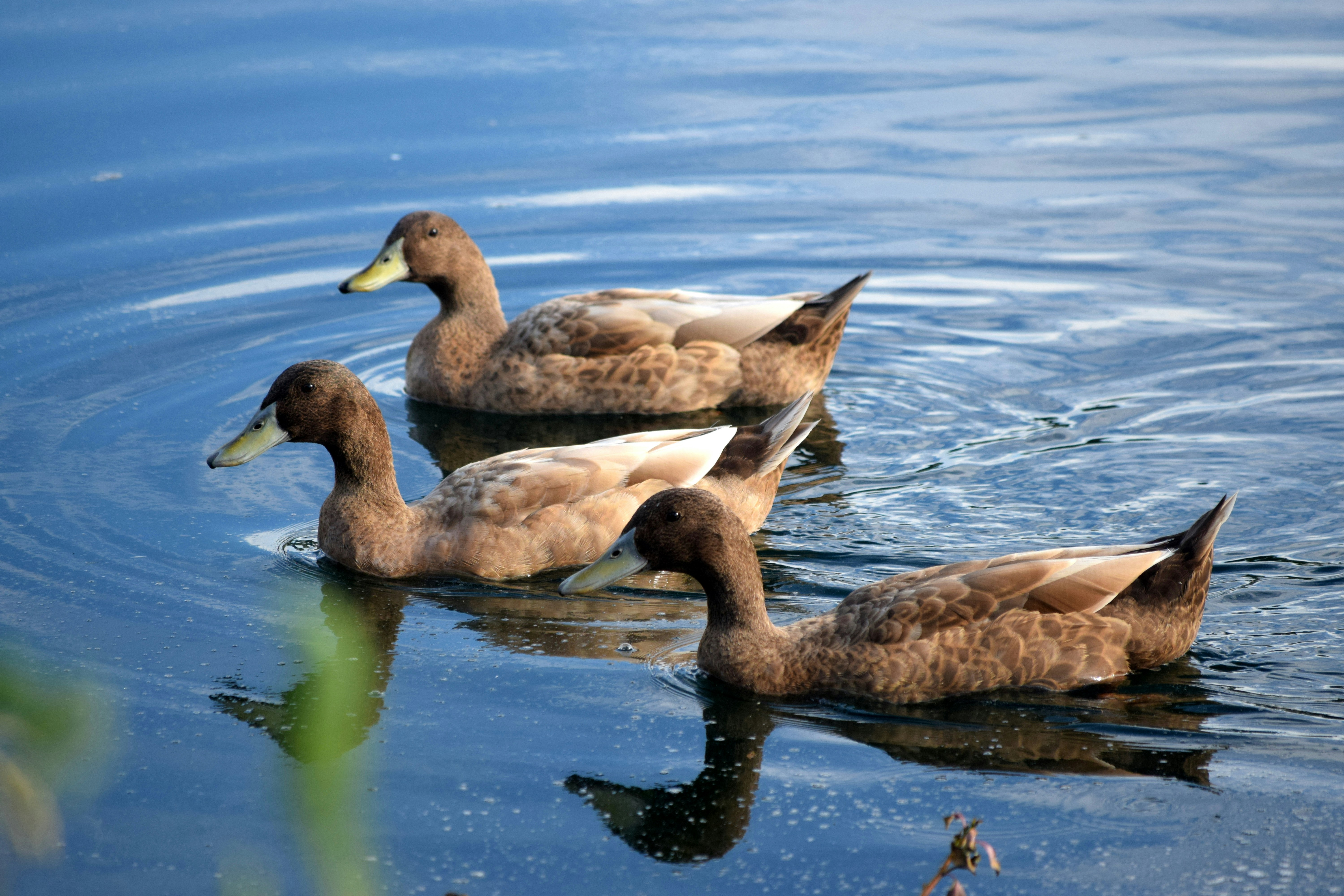 Ducks swimming in an artificial lake at 401 Southern Cross Drive, Austin, Texas, october 2023
