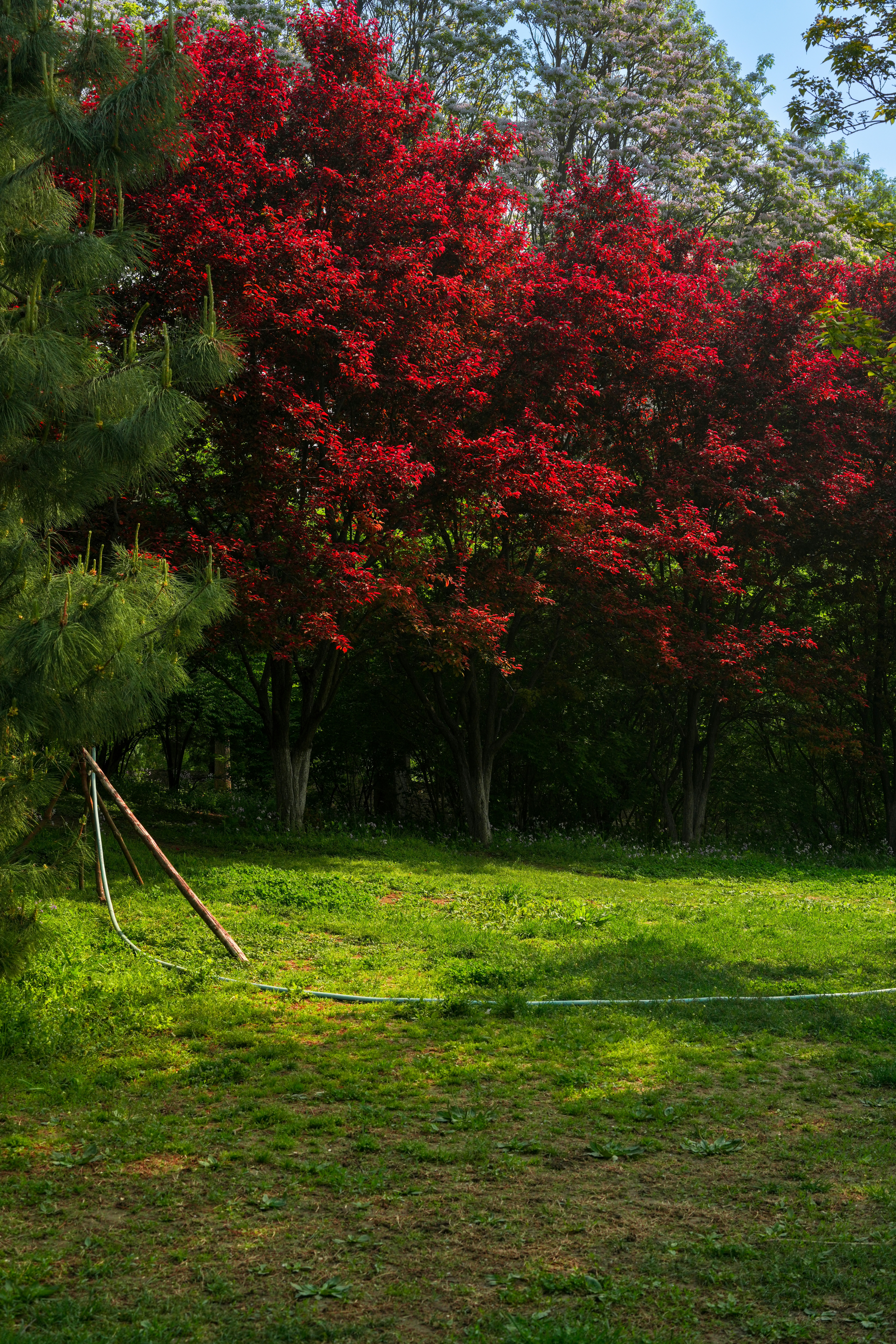 Crimson Canopy: A sunlit grove of flowering trees