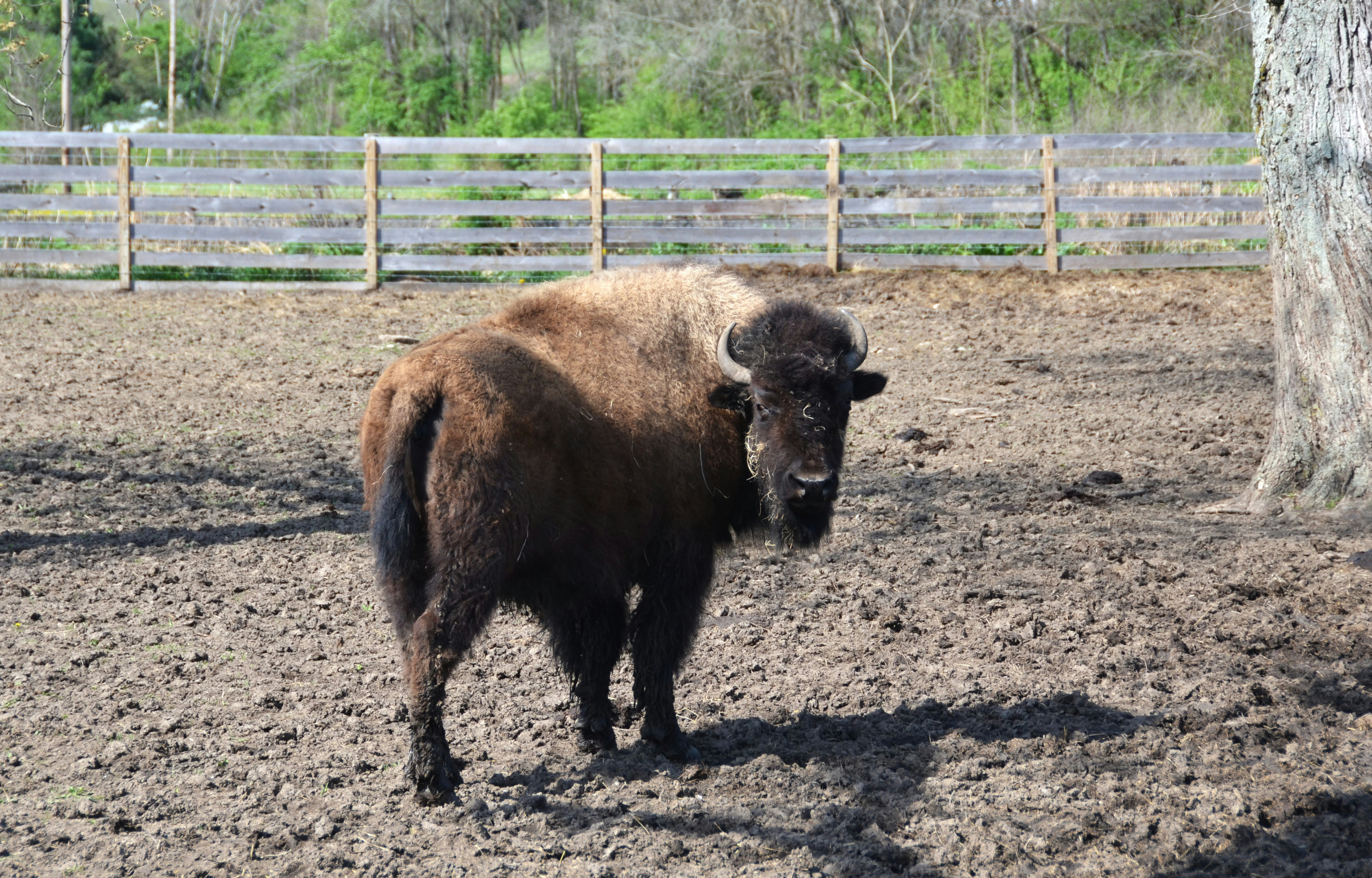 Dusty Pen Sentinel: A Bison Stands Ground in a Sunlit Enclosure