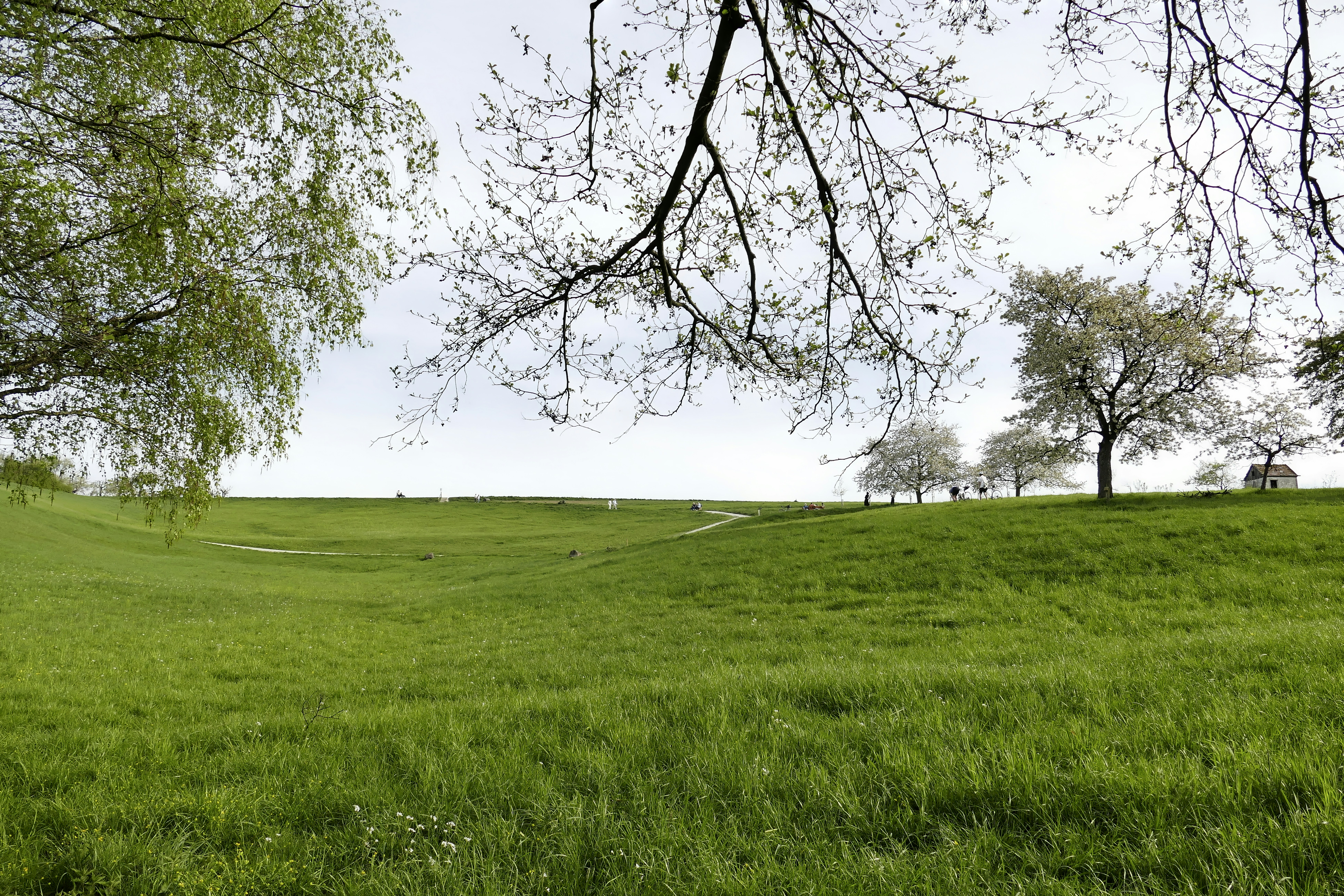 View over green meadows in springtime
