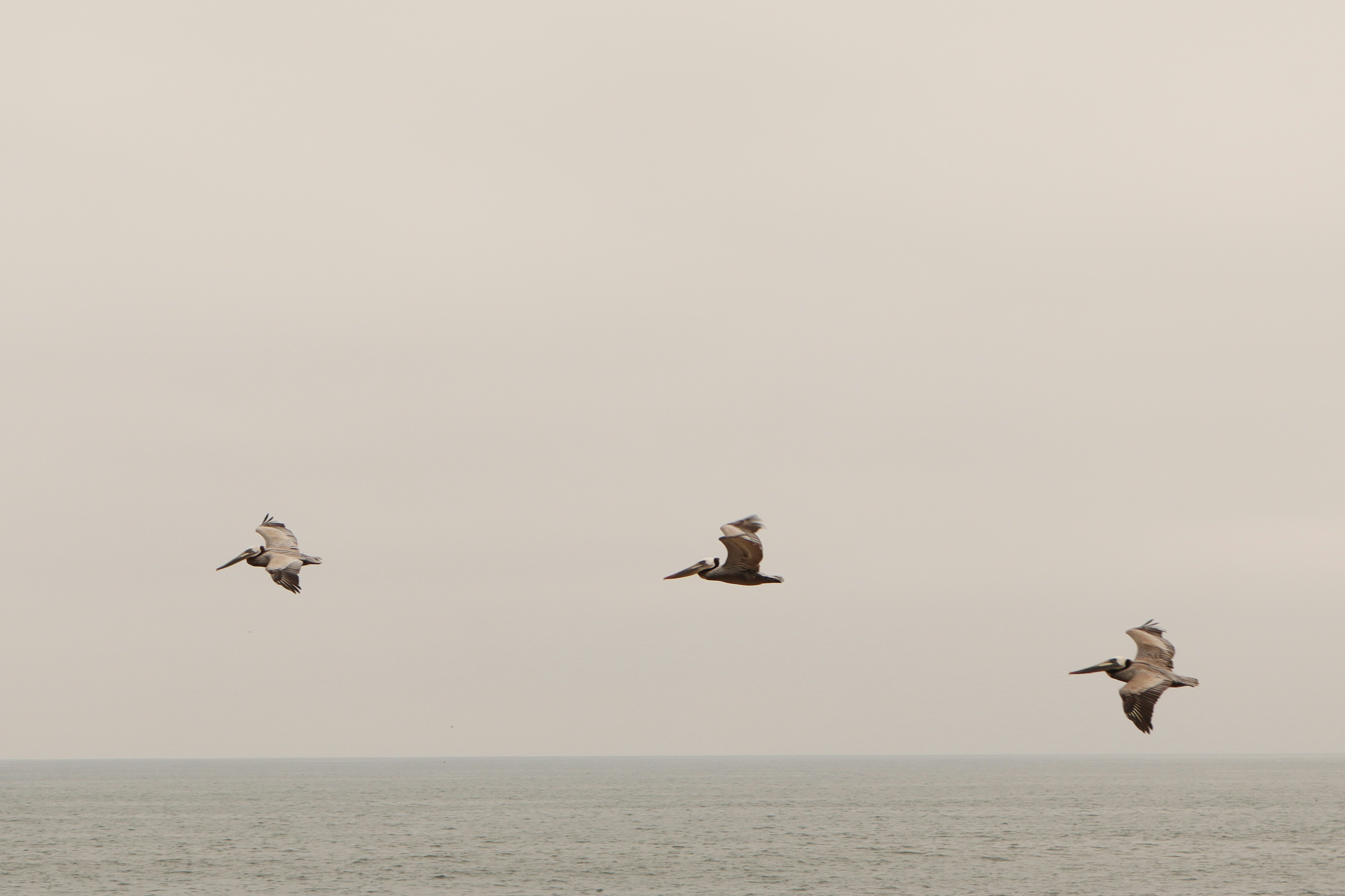a flock of birds flying over the ocean