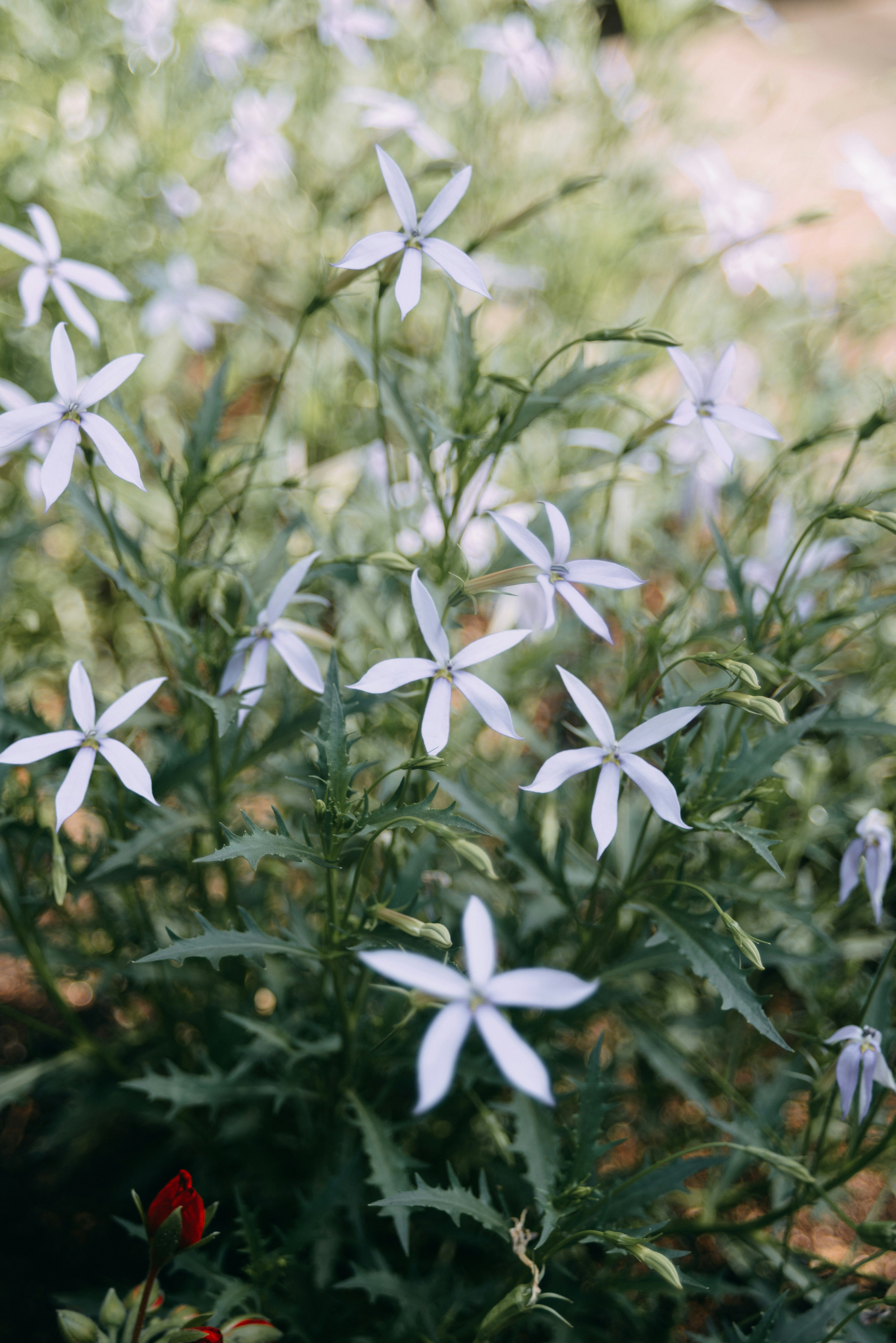 White Starflowers in a Quiet Garden Bed