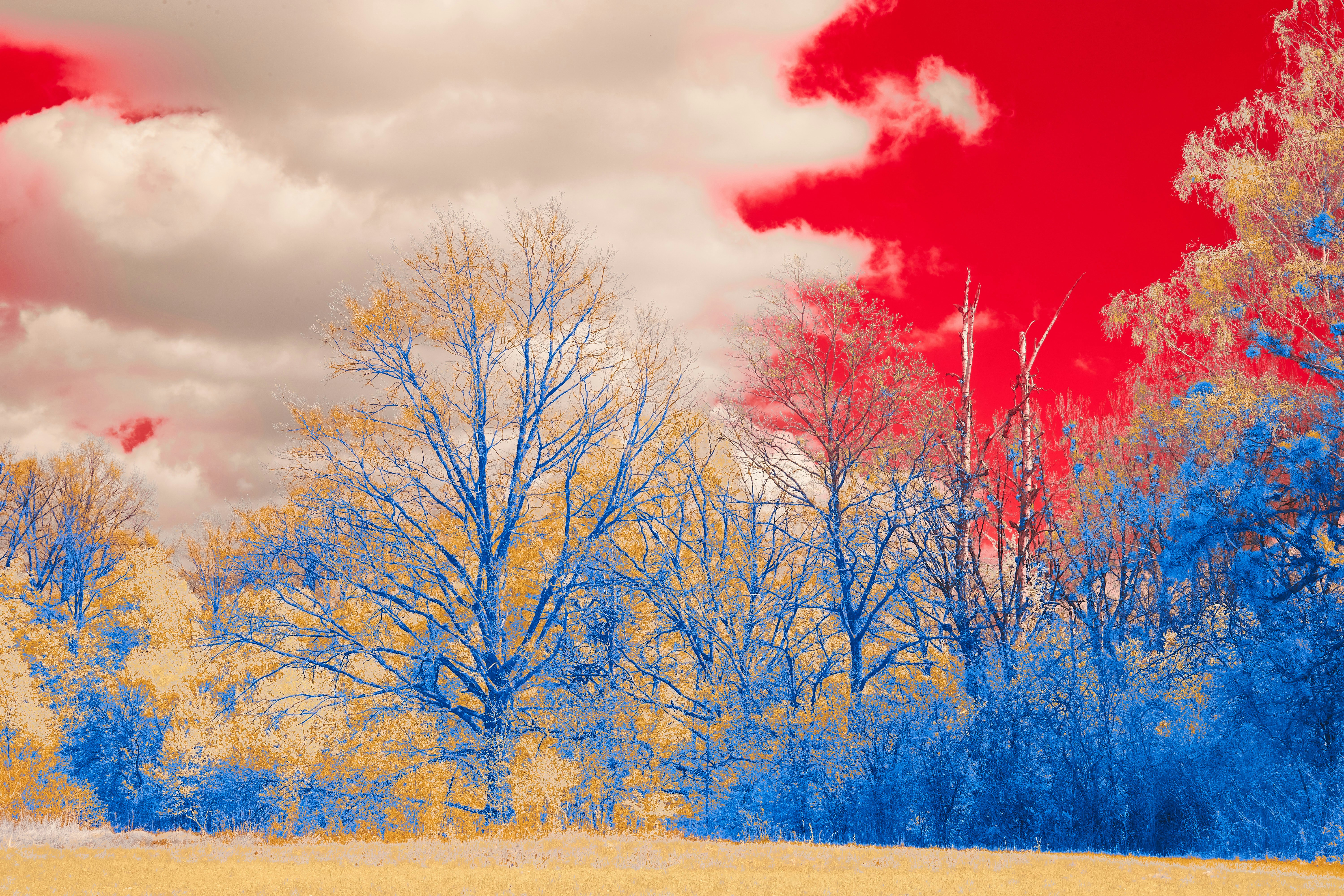 A red and blue photo of trees in a field photo – Free Nature Image on ...