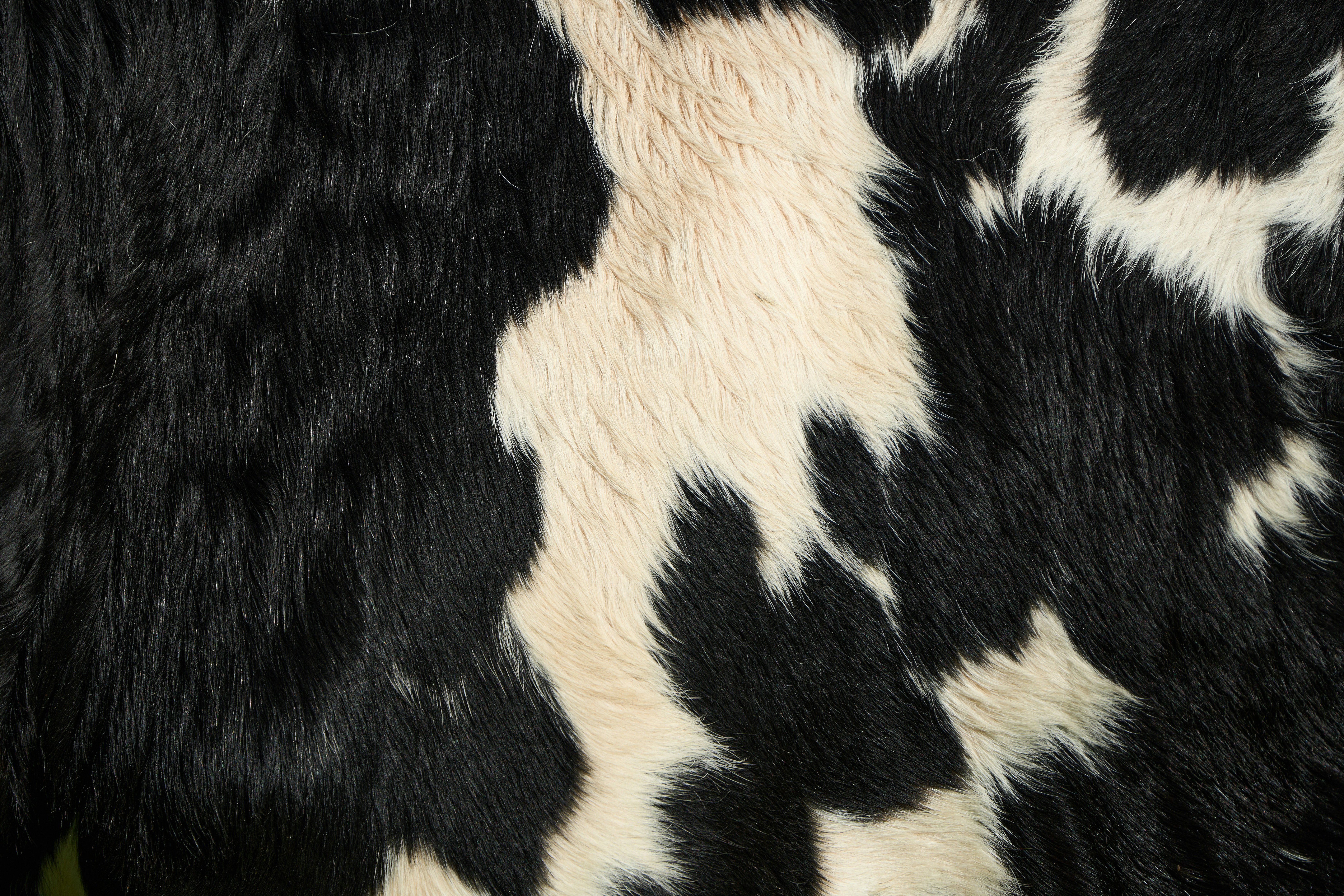 Photo by Wolfgang Hasselmann with Sony Alpha 7 IV