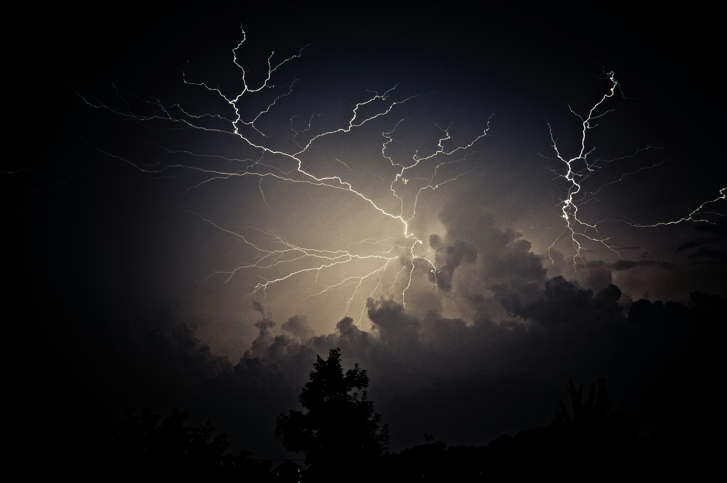 Branching Lightning Over a Silhouetted Pine Night
