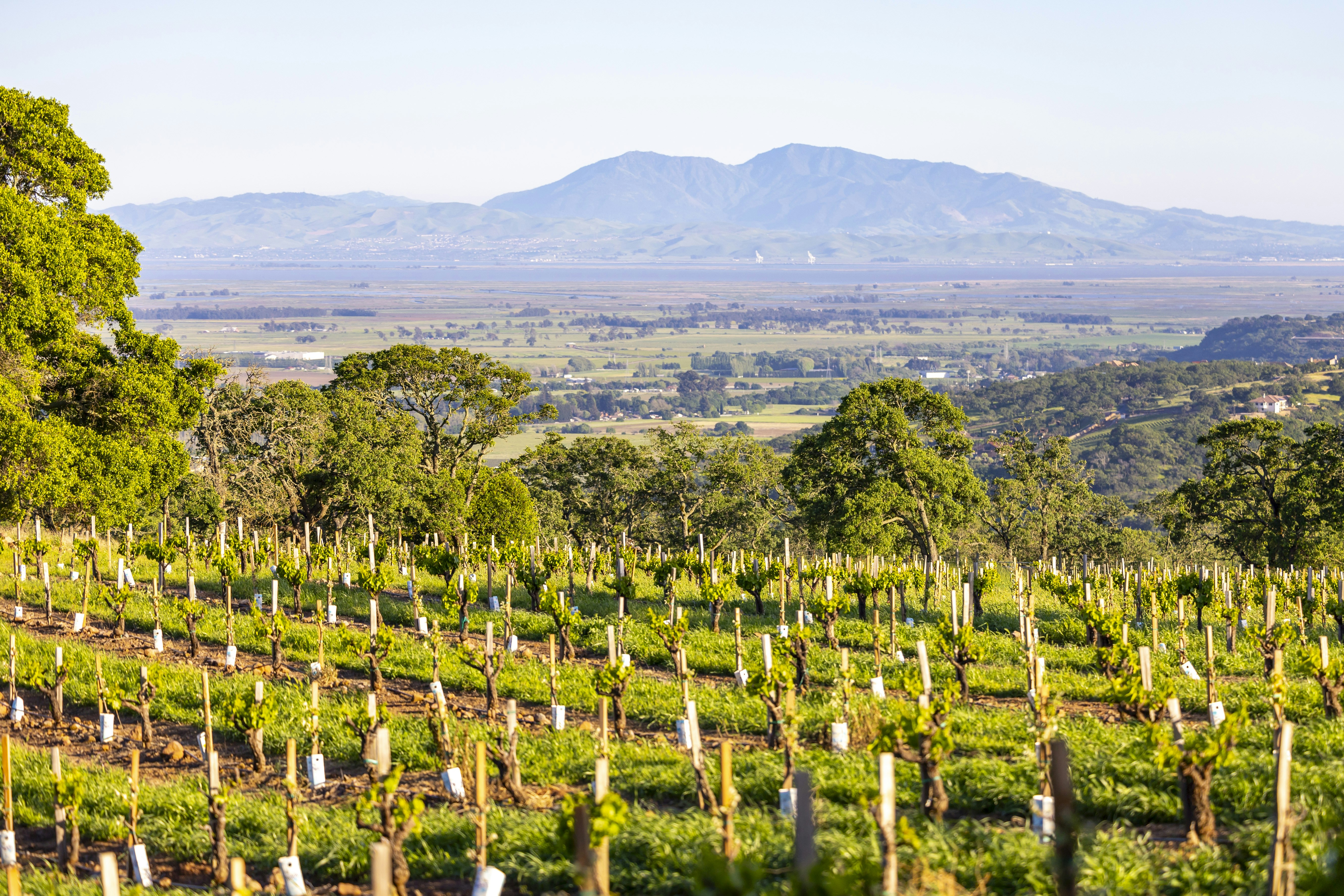 A field of trees with mountains in the background photo – Free Outdoors ...