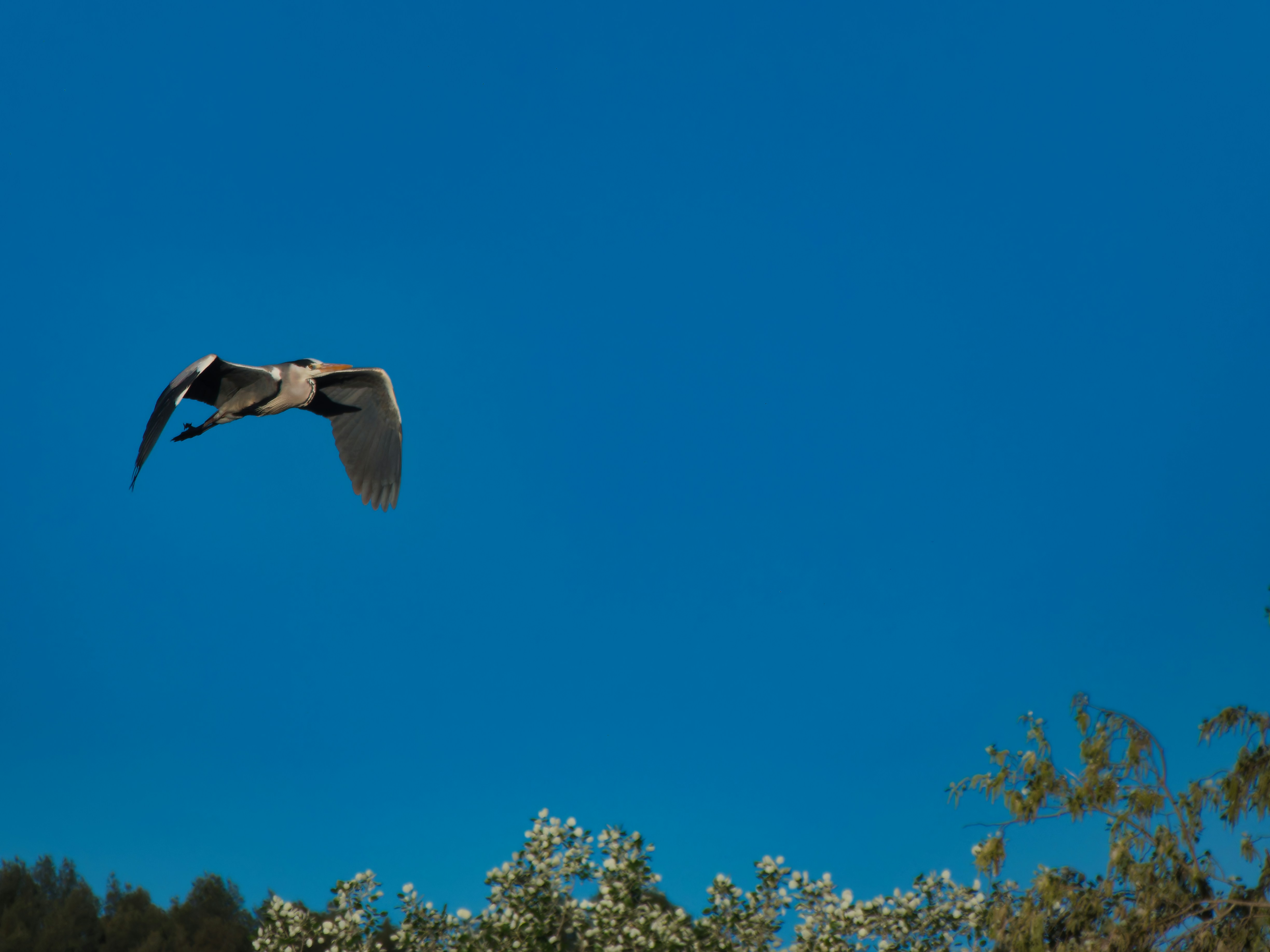 Pelican's Silent Glide Under a Pristine Blue Dome