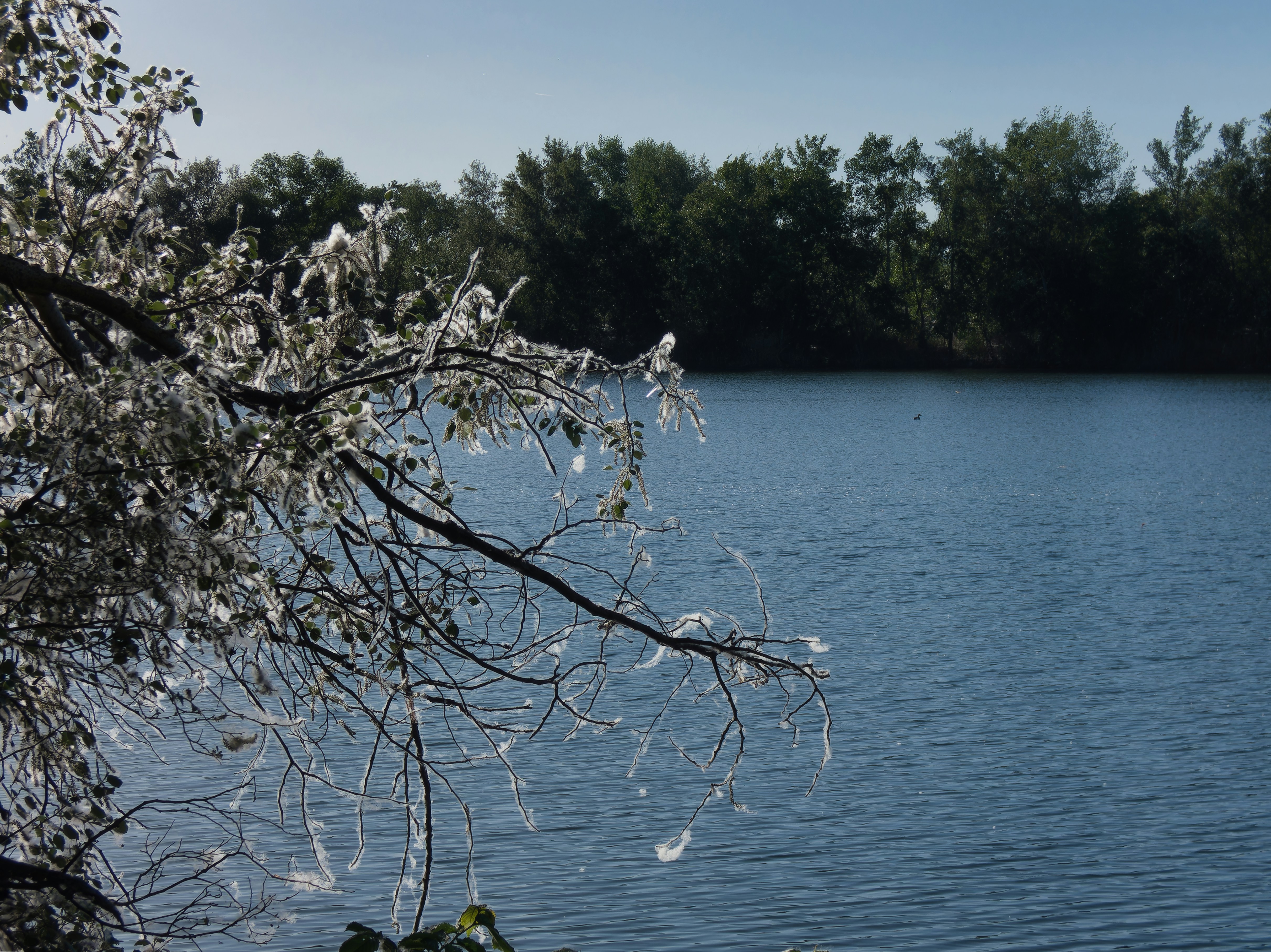 White Blossoms Framing a Tranquil Lakeside