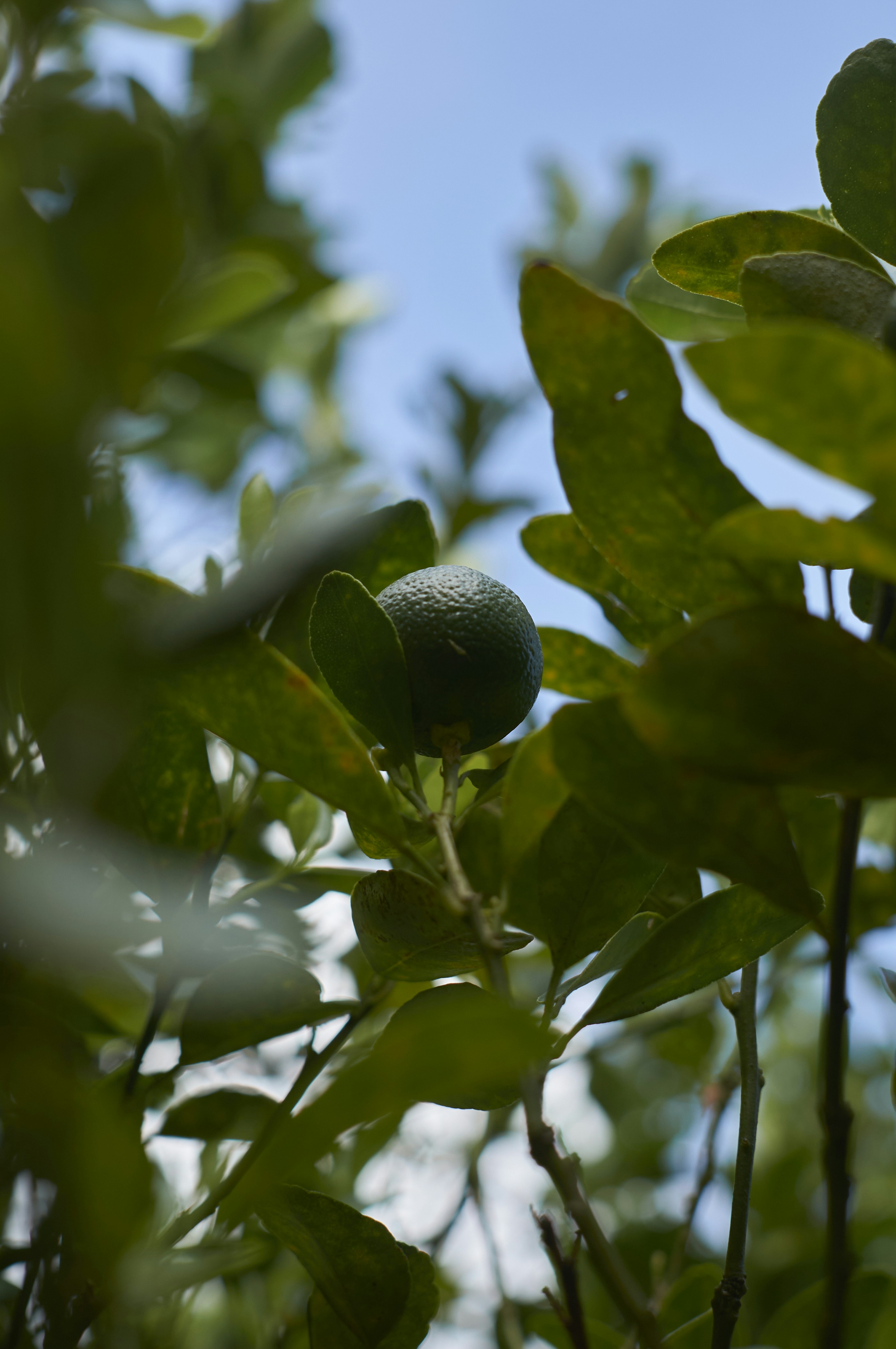 Close-up photograph of a lime on a branch surrounded by green leaves with a clear blue sky in the background.