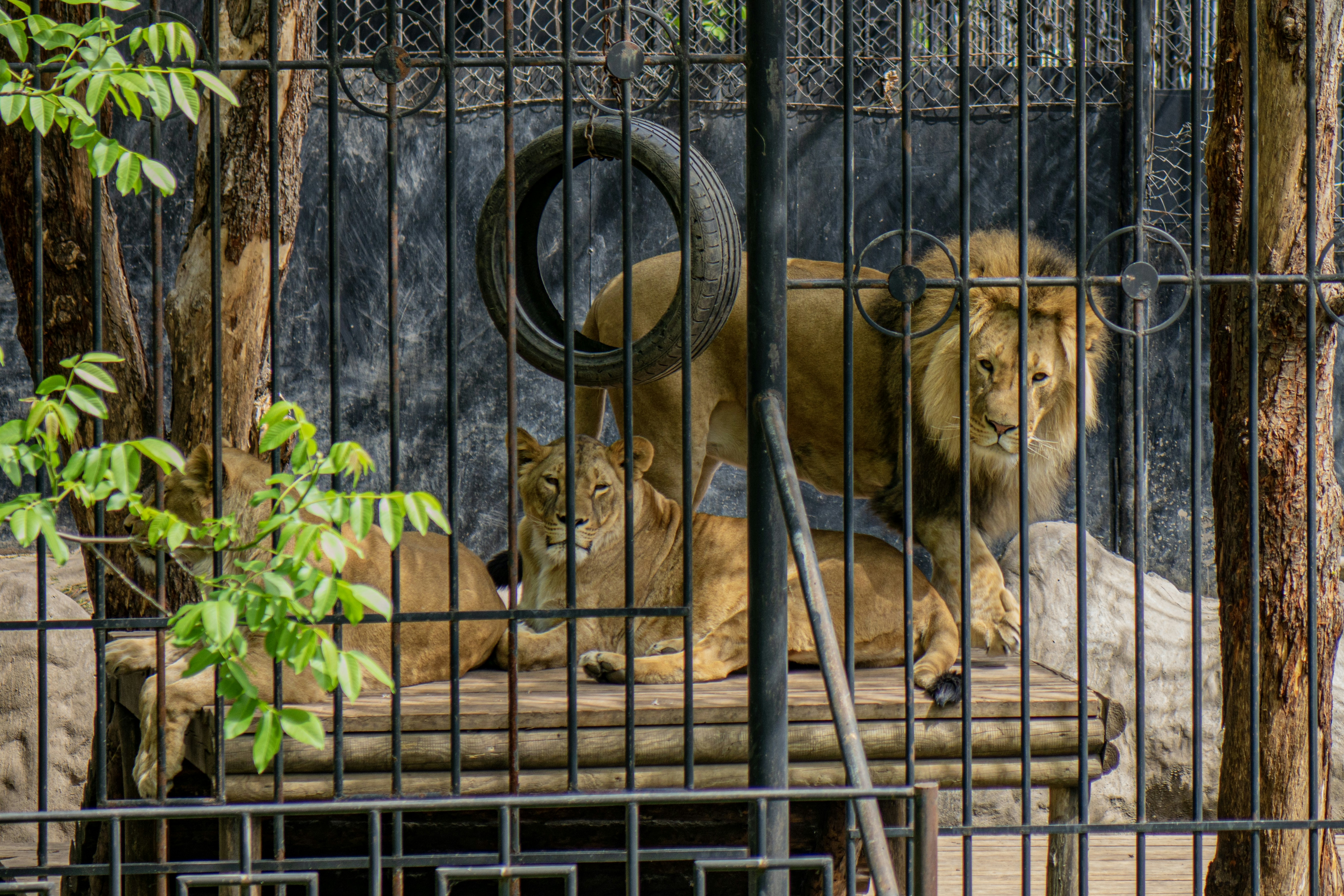 A group of lions sitting inside of a cage photo – Free Moldova Image on ...