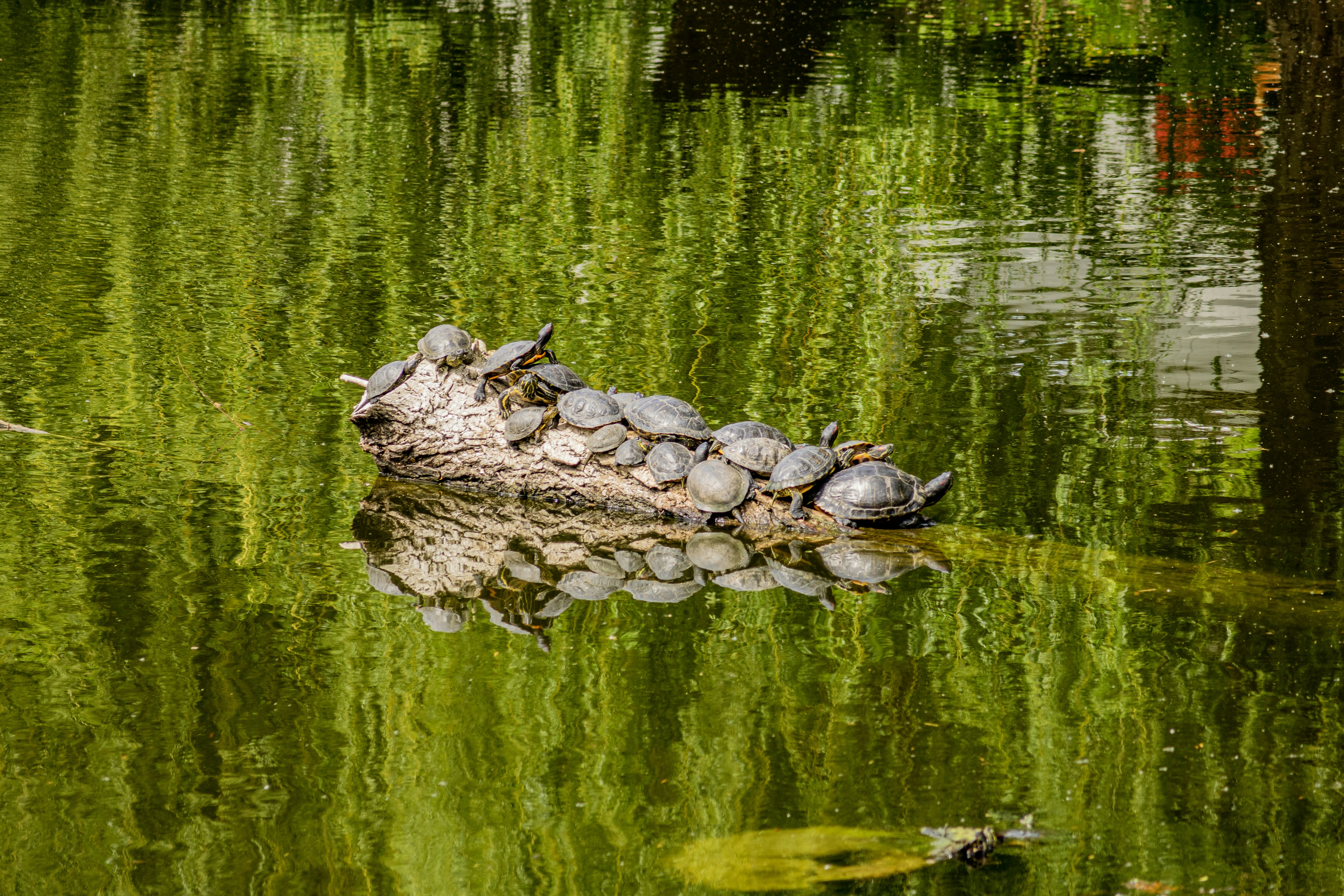 A group of turtles sitting on top of a log in the water photo – Free ...