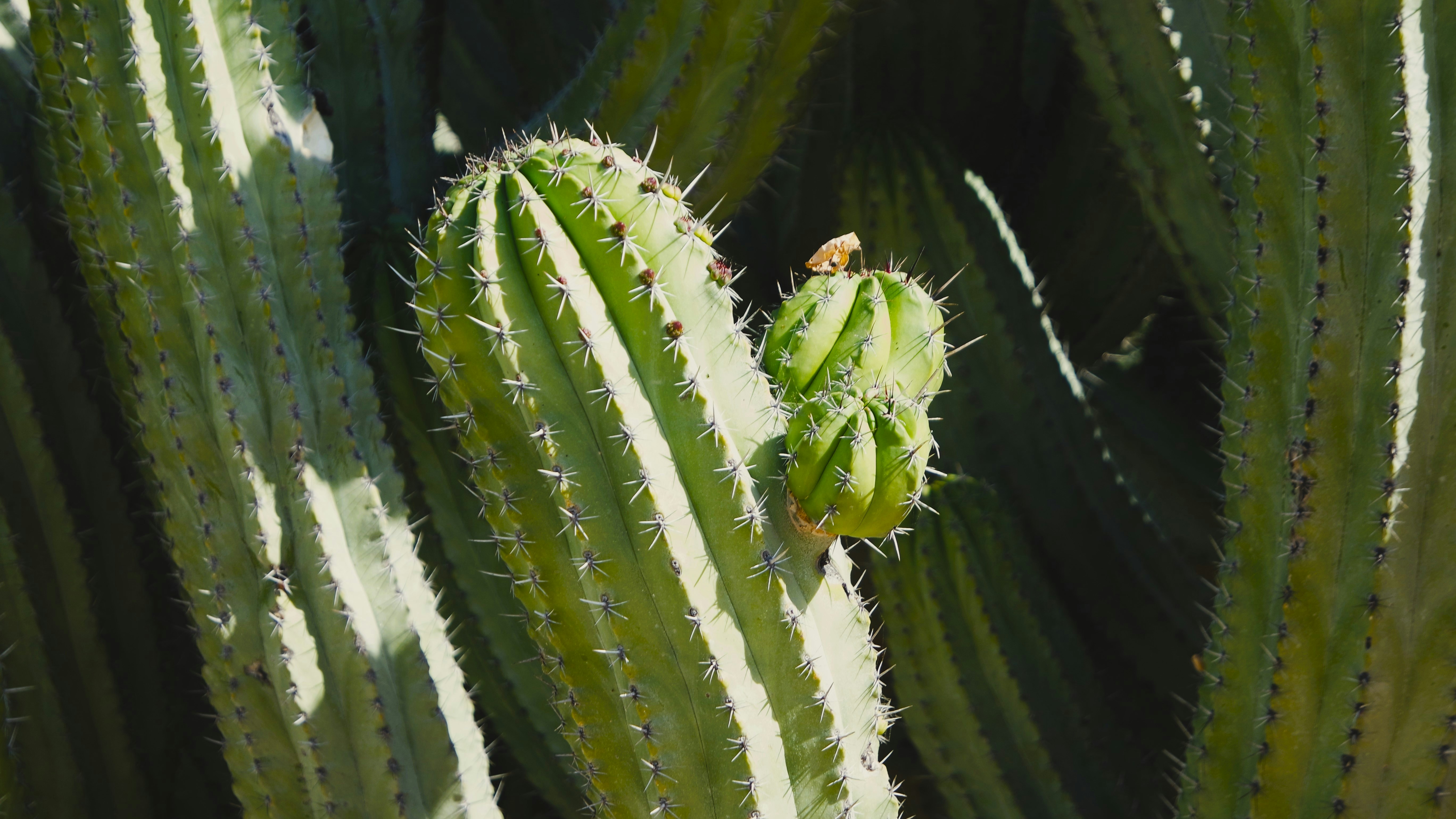 Sunlit Spiral: Close-Up of a Barrel Cactus' Coiled Growth
