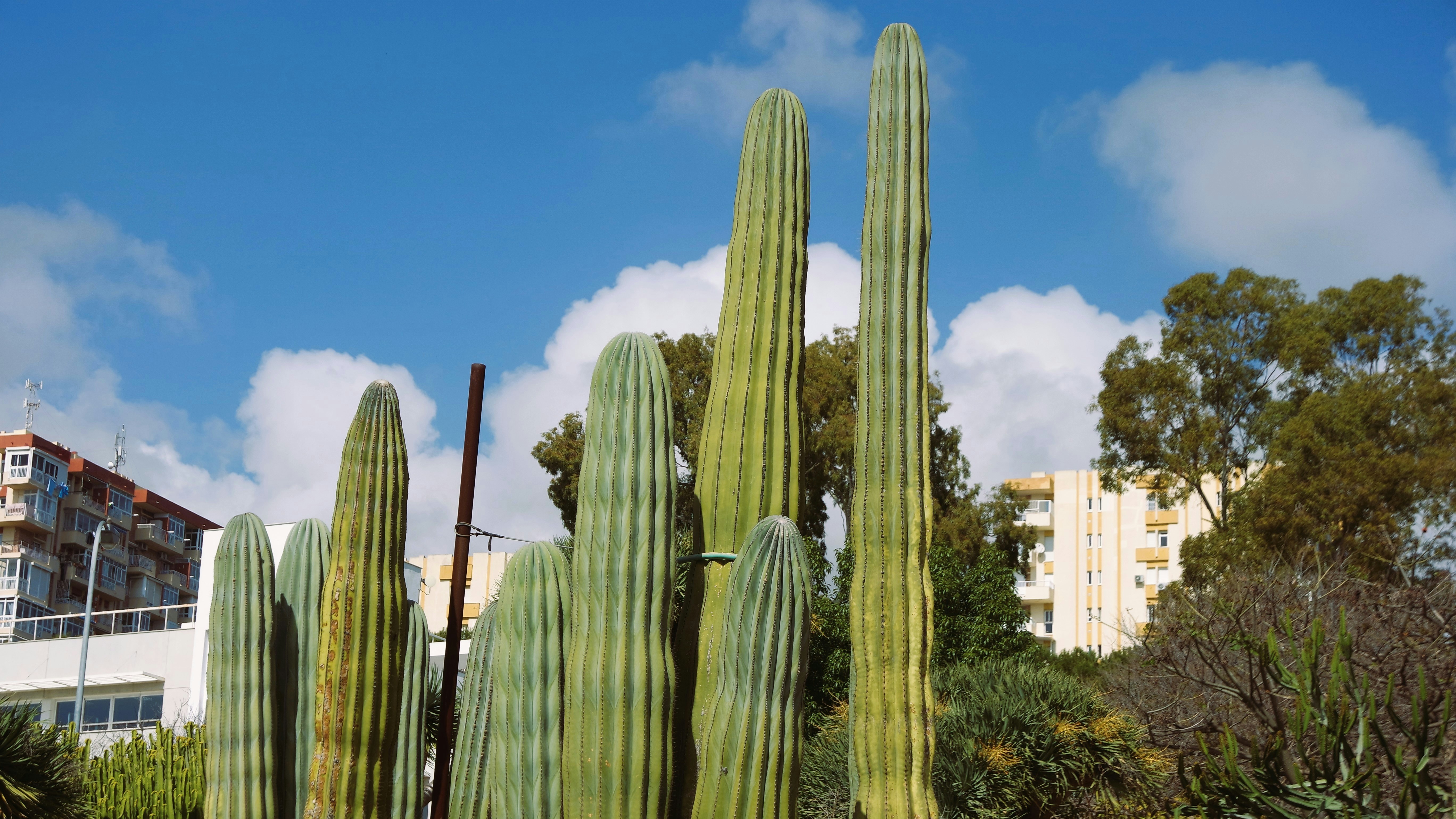 Tall cacti rise beside a cityscape under a bright blue sky, forming an urban oasis.