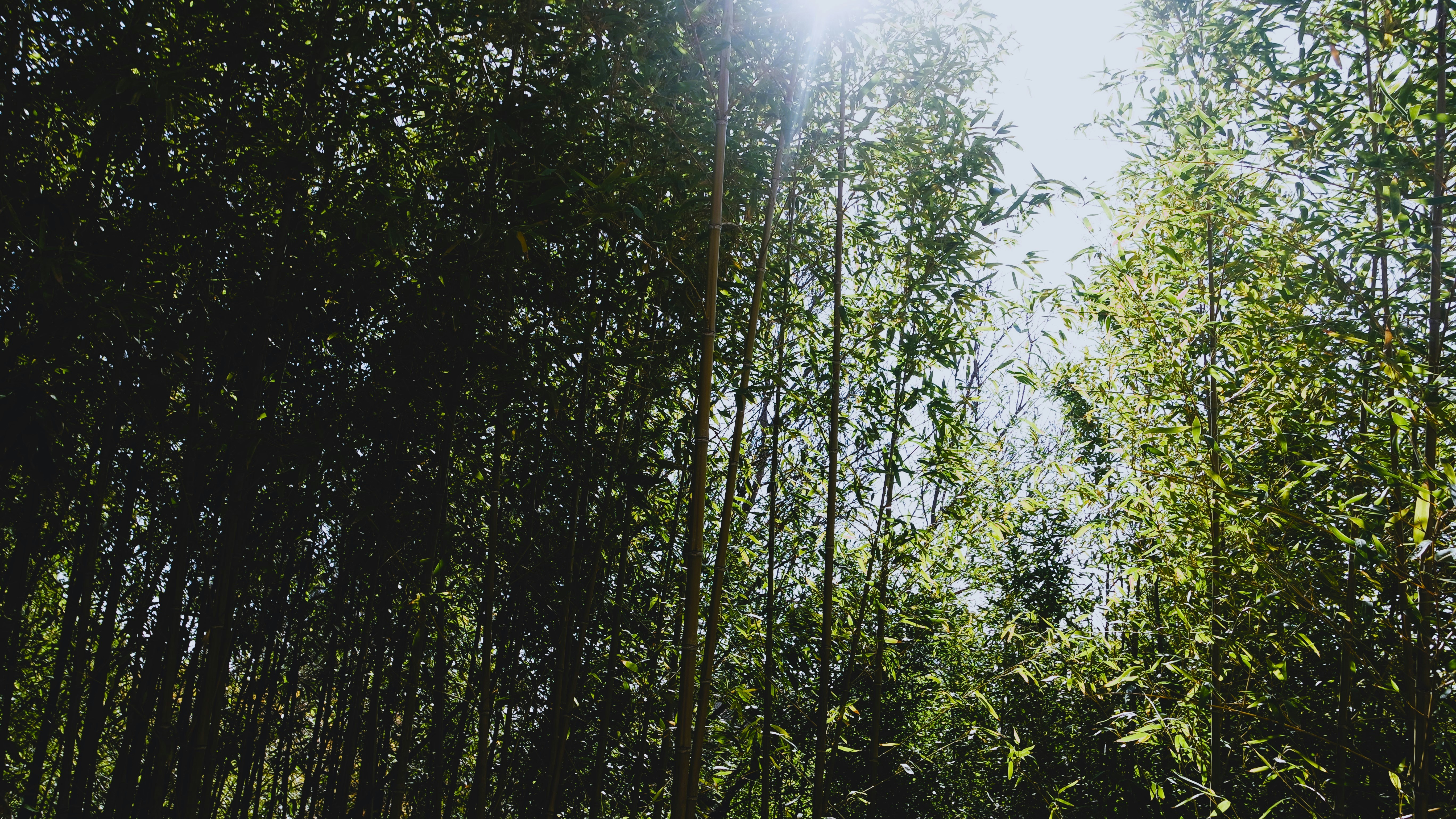Sunbeam Through a Bamboo Cathedral