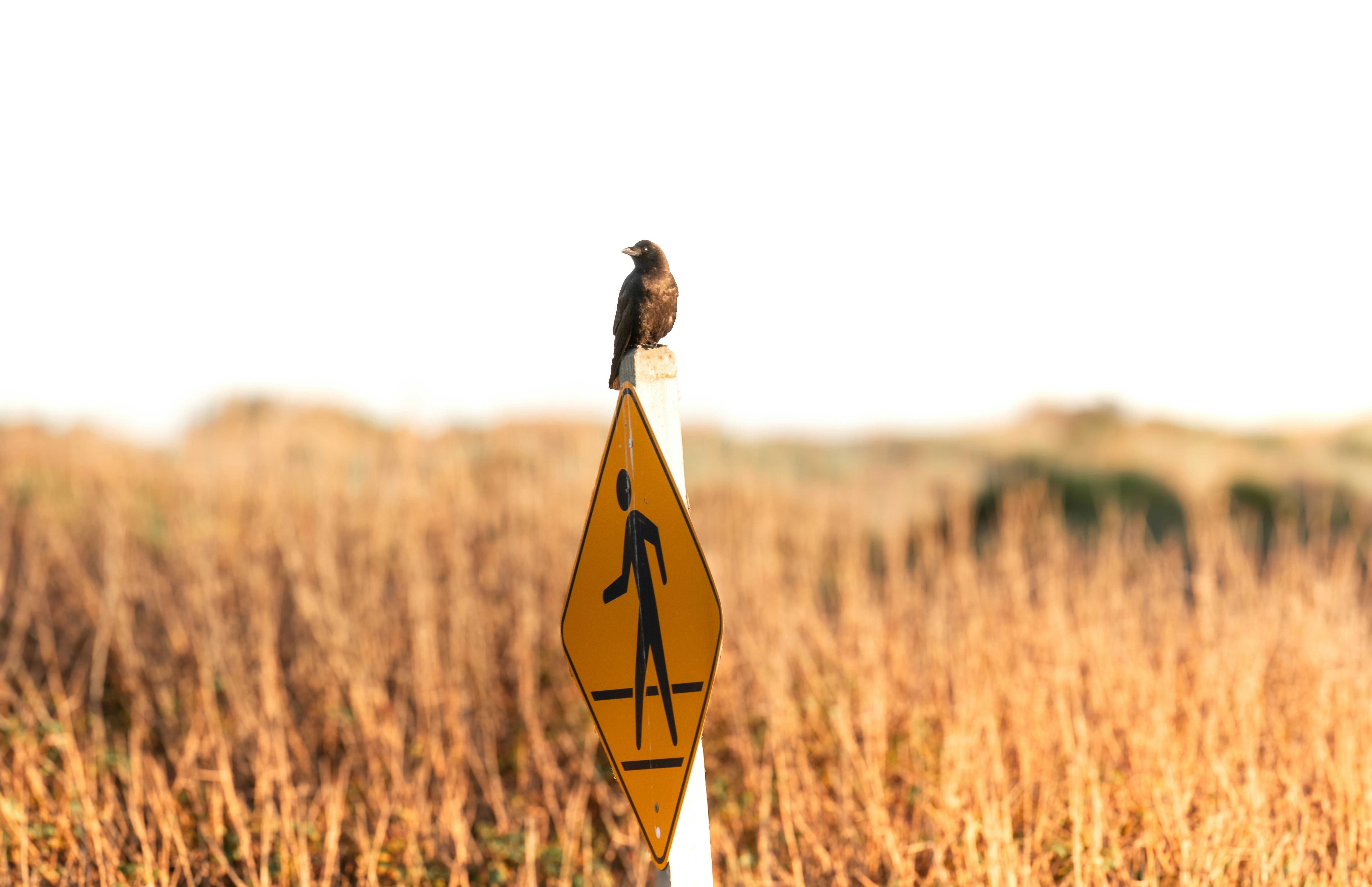 Golden Hour Sentinel: A Raptor Perches on a Caution Sign in Tall Grass