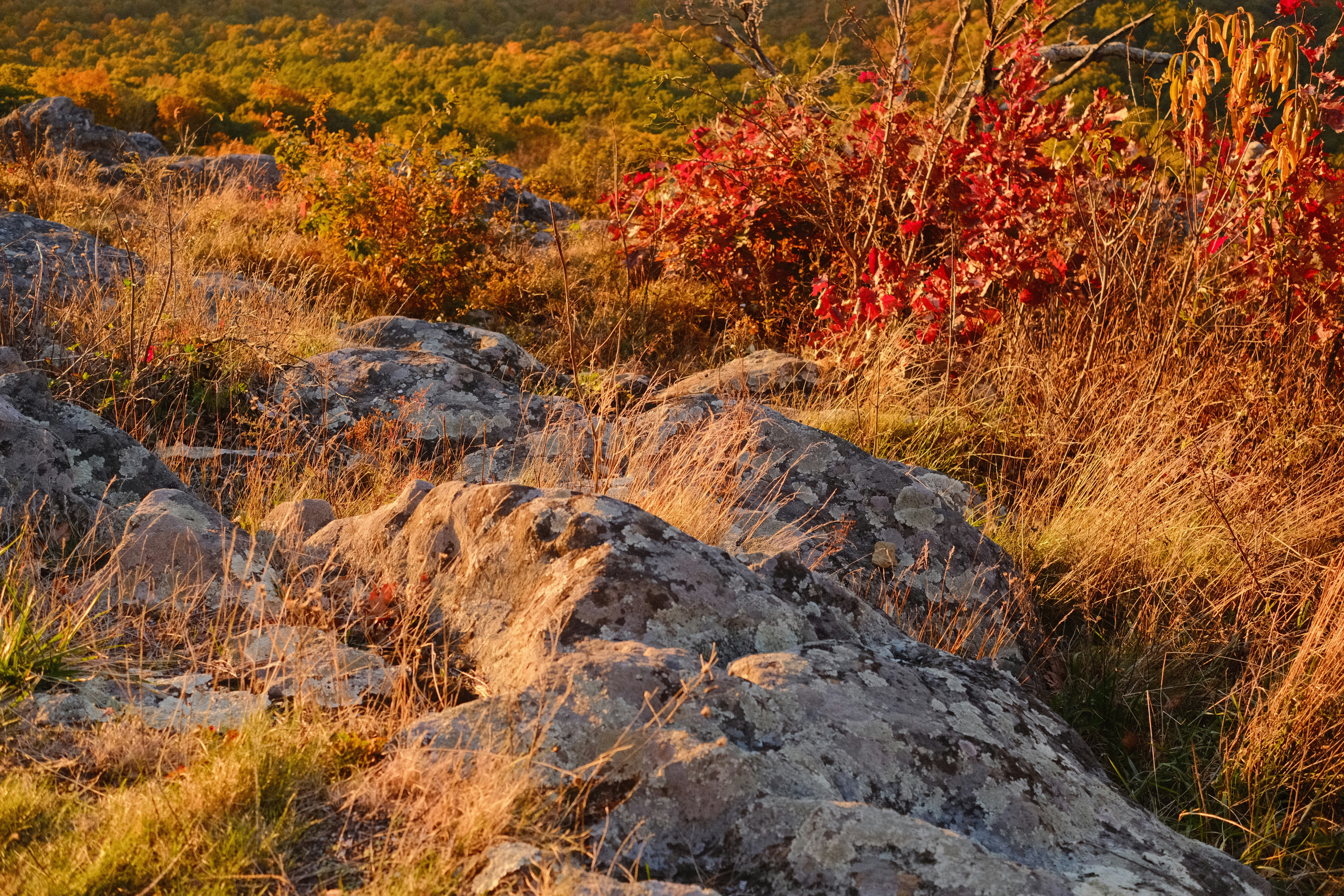 Sunlit rocky path with dry grass and vibrant autumn foliage.