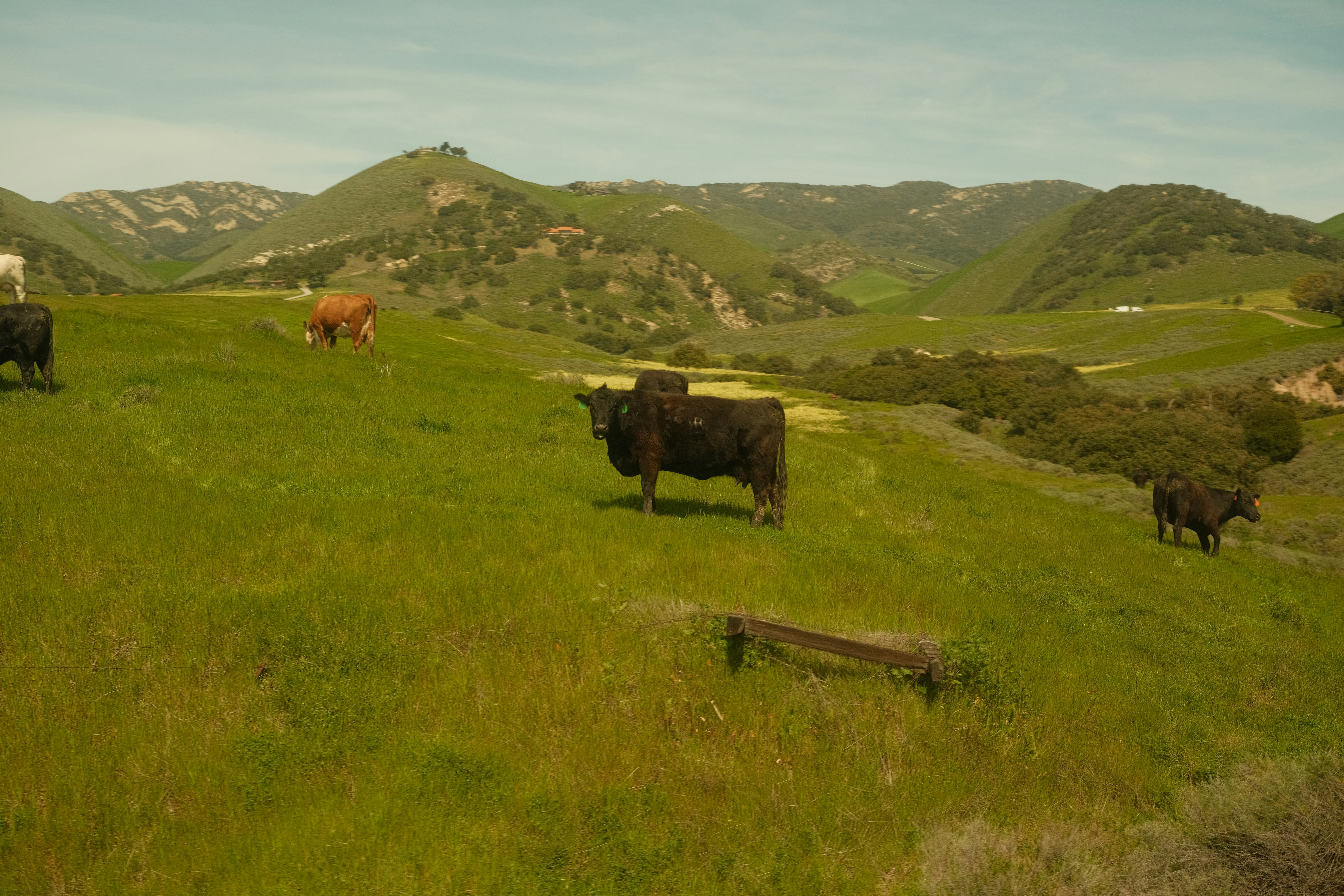 Hillside Sentinel: A Black Cow in the Sunlit Meadow