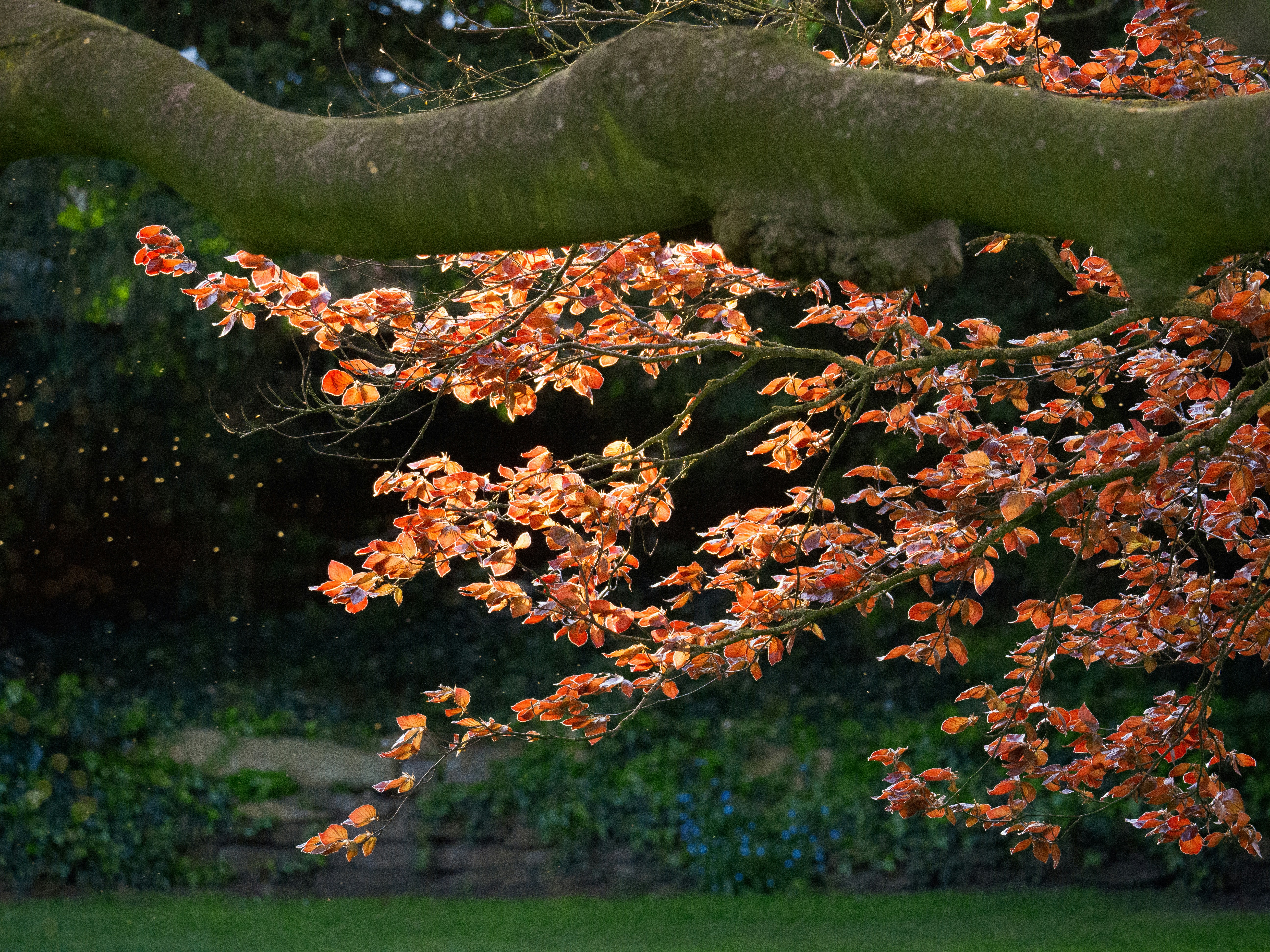 Un arbre aux feuilles d’oranger dans un parc photo – Image gratuite de ...