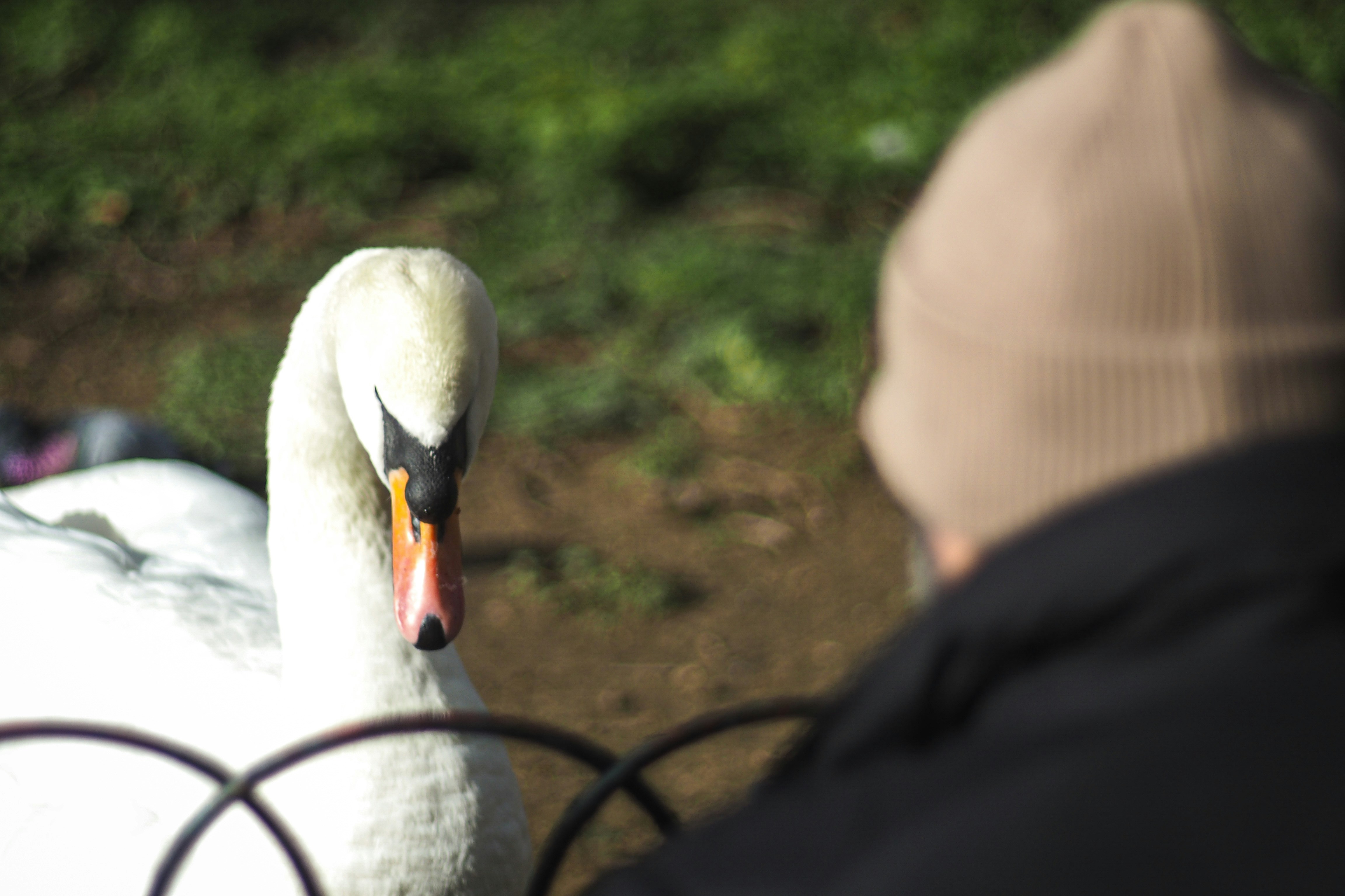 Swan's Quiet Gaze by the Fence