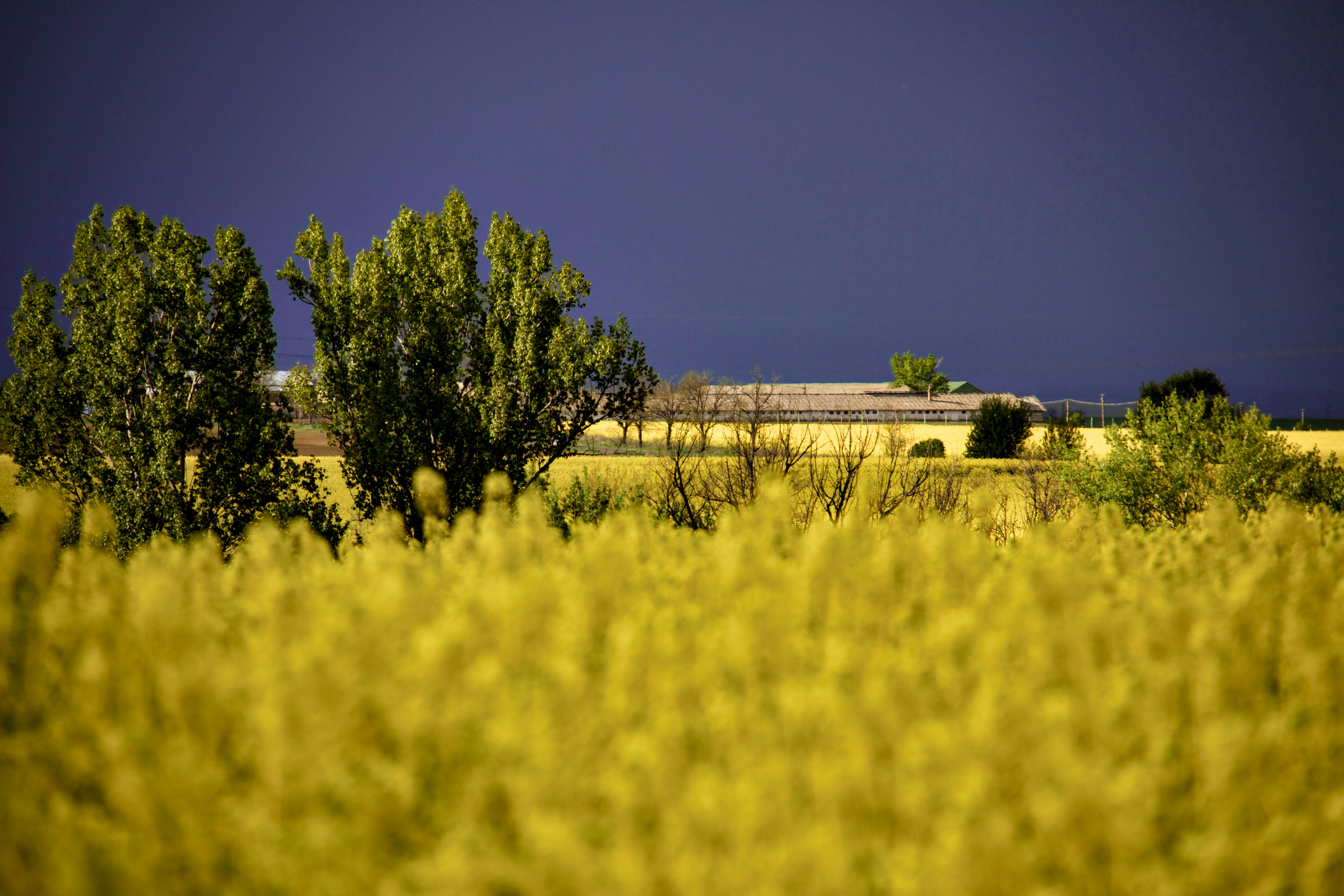 Gold Canola Horizon Beneath a Velvet Sky