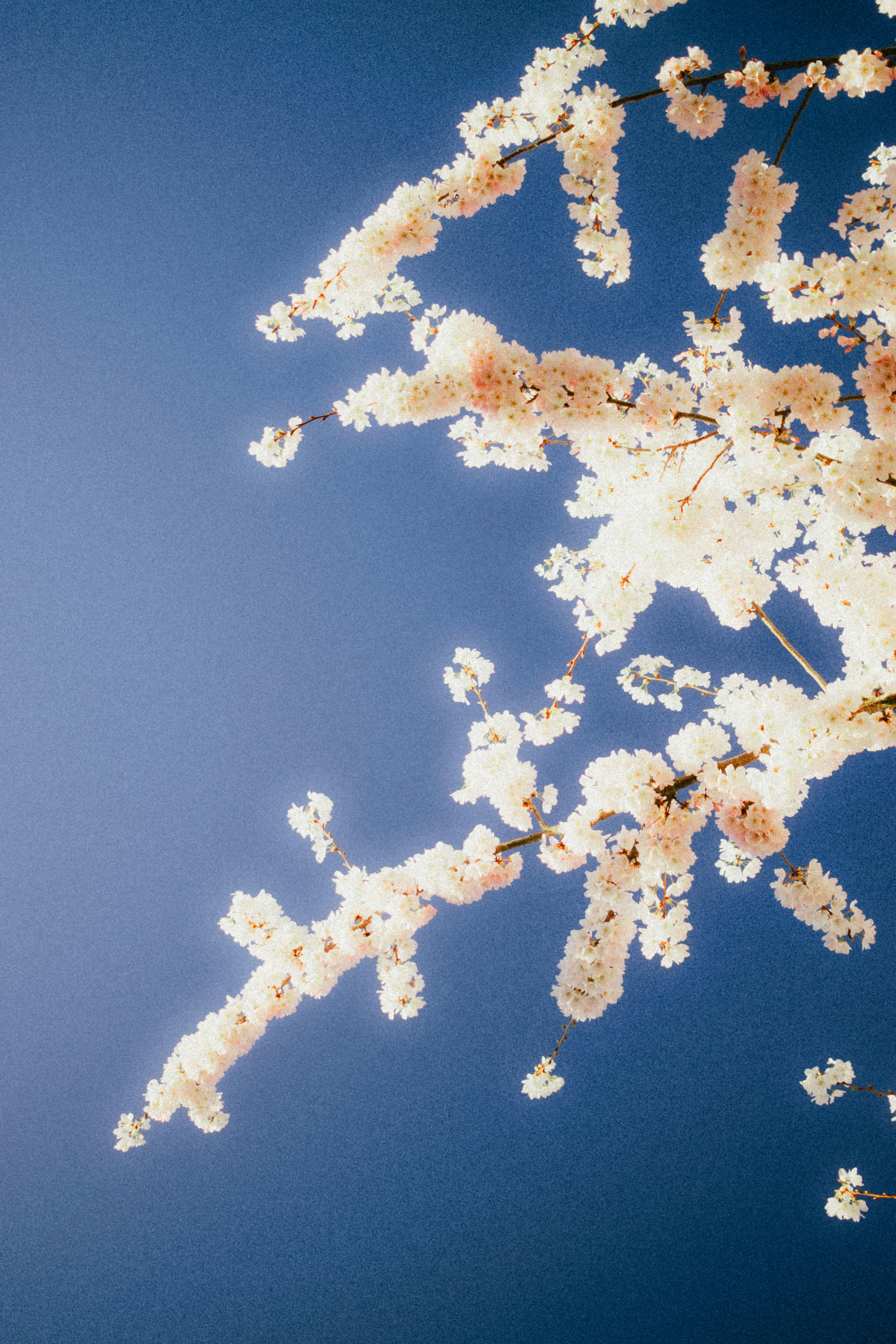 Azure Backdrop, Cream Petals: A Moment in Spring
