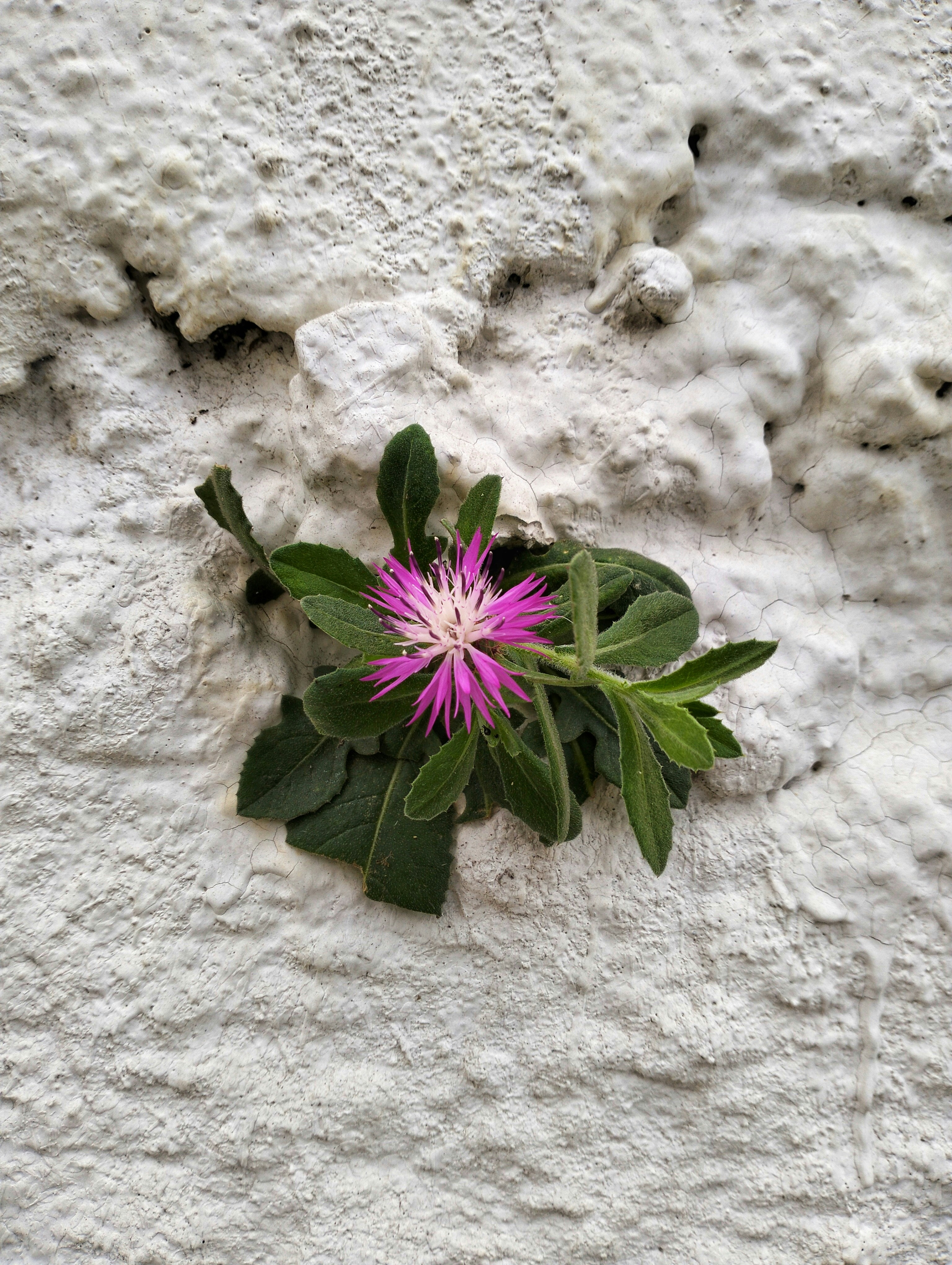 Magenta bloom with green leaves emerges from a rough, chalky white wall. Close-up emphasizes texture and color contrast, drawing attention to the plant as the focal point.