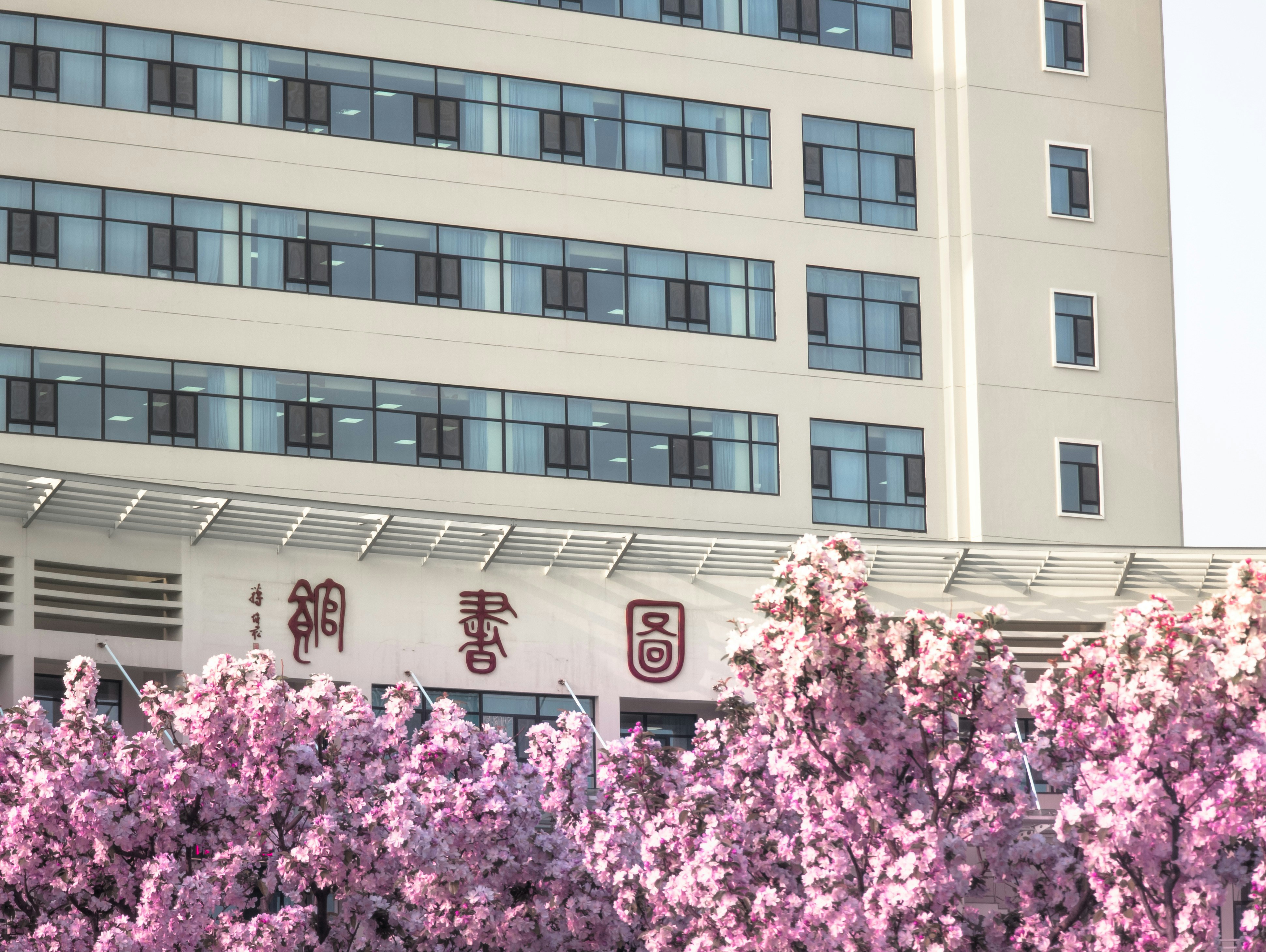 Cherry Blossoms Framing a Modern Campus Facade