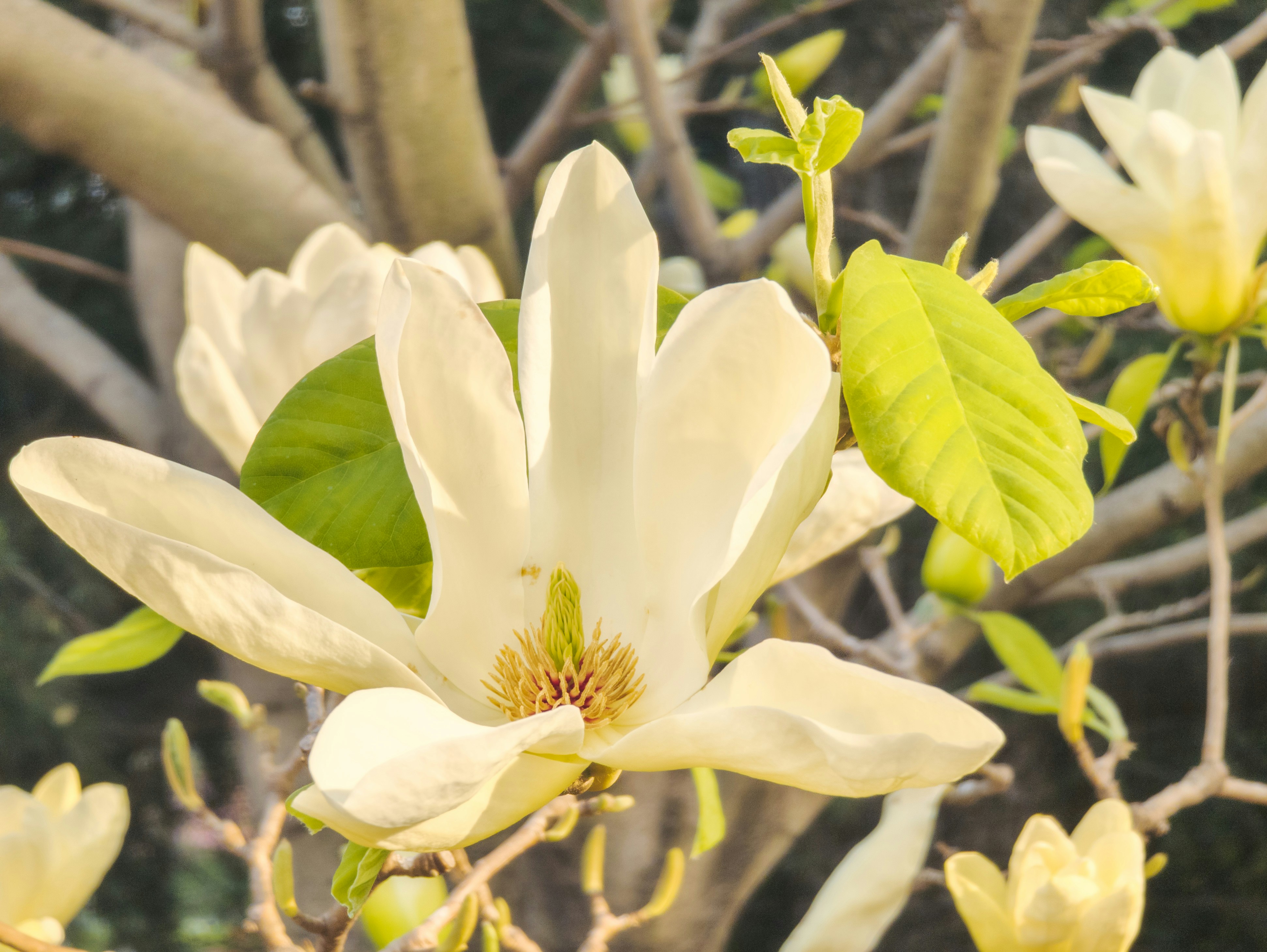 Sun-Washed Magnolia Bloom Amid Quiet Branches