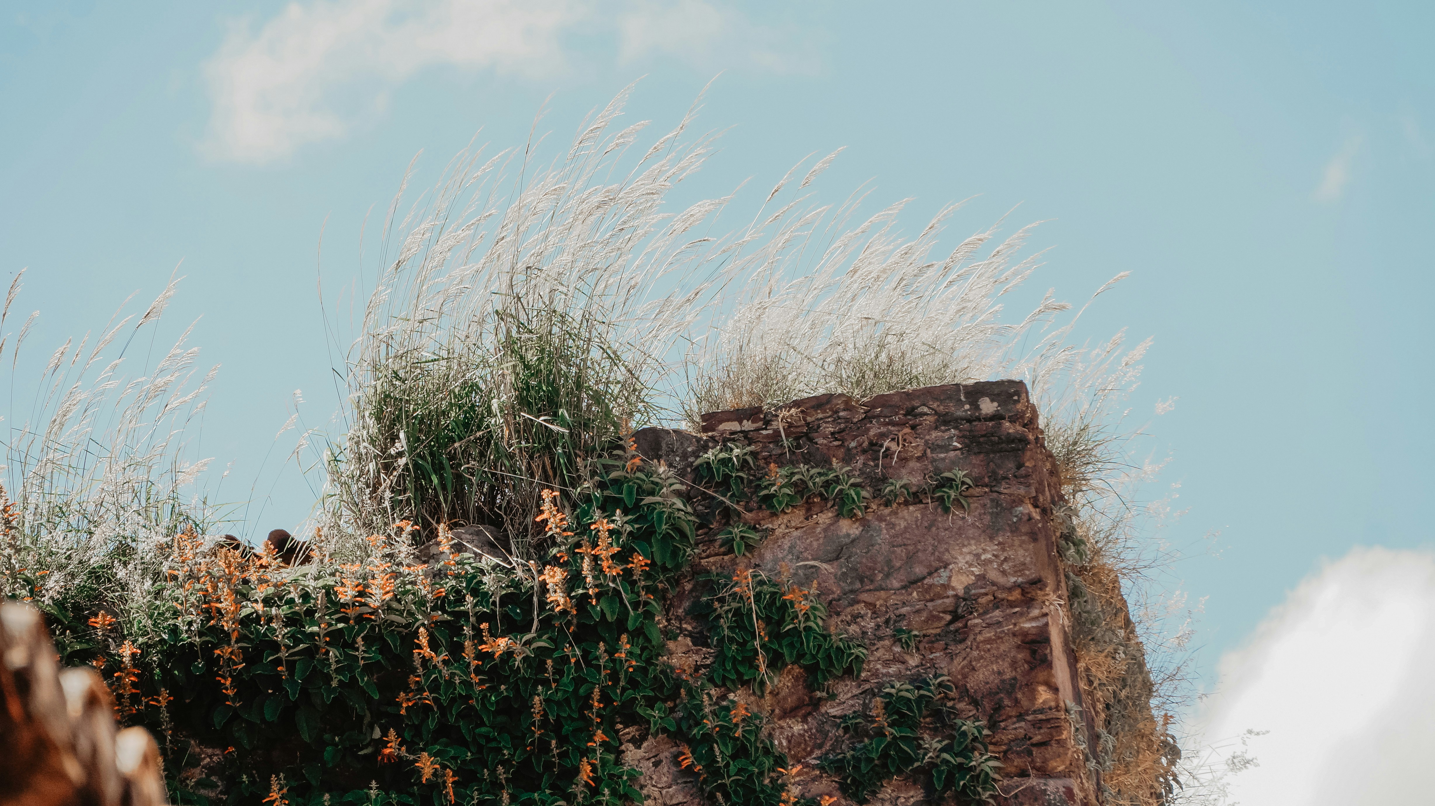 Wild grasses sway atop a weathered stone wall under a clear blue sky.