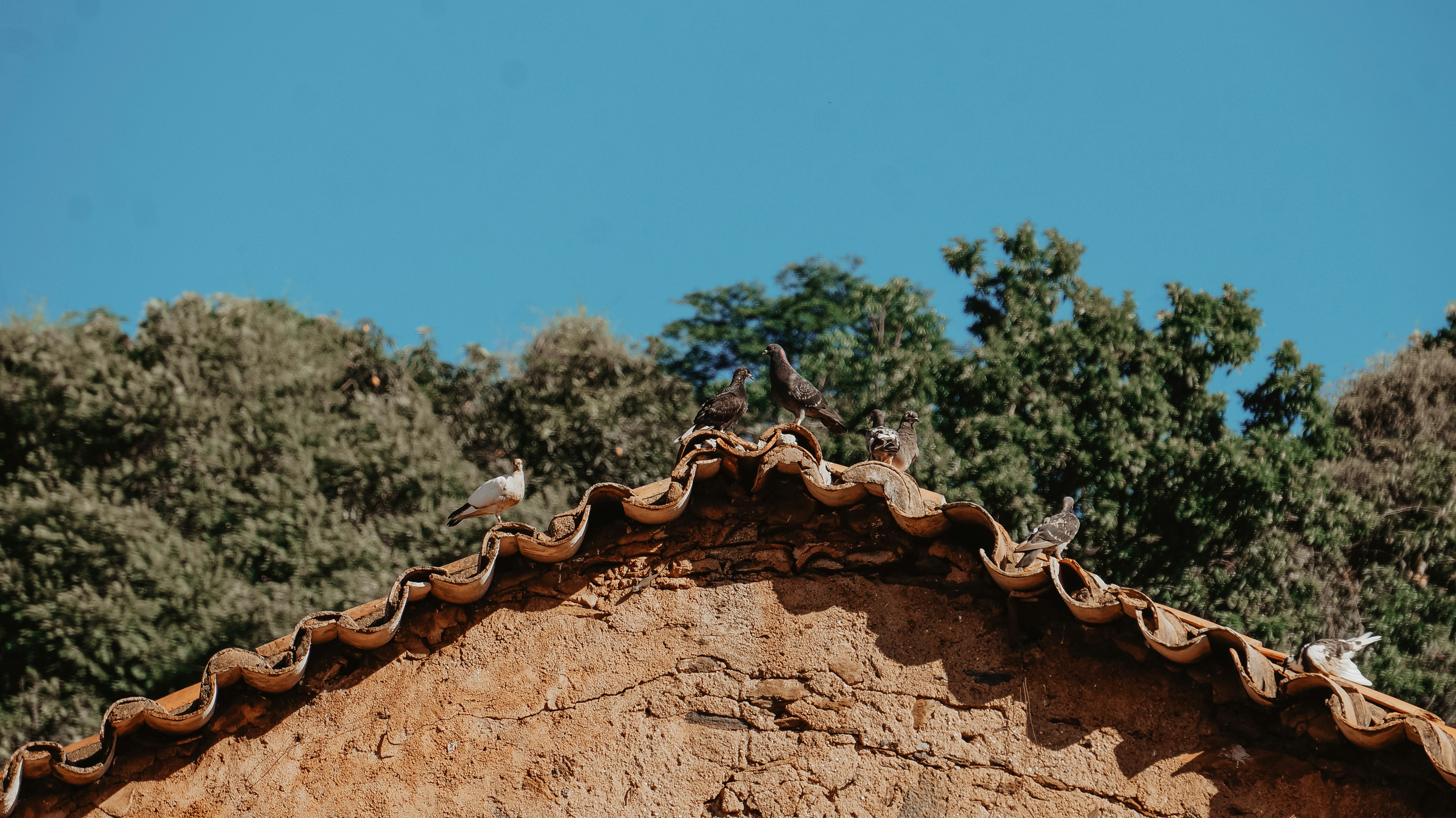 Birds perched on a weathered clay tile roof against a backdrop of lush green trees and clear blue sky.