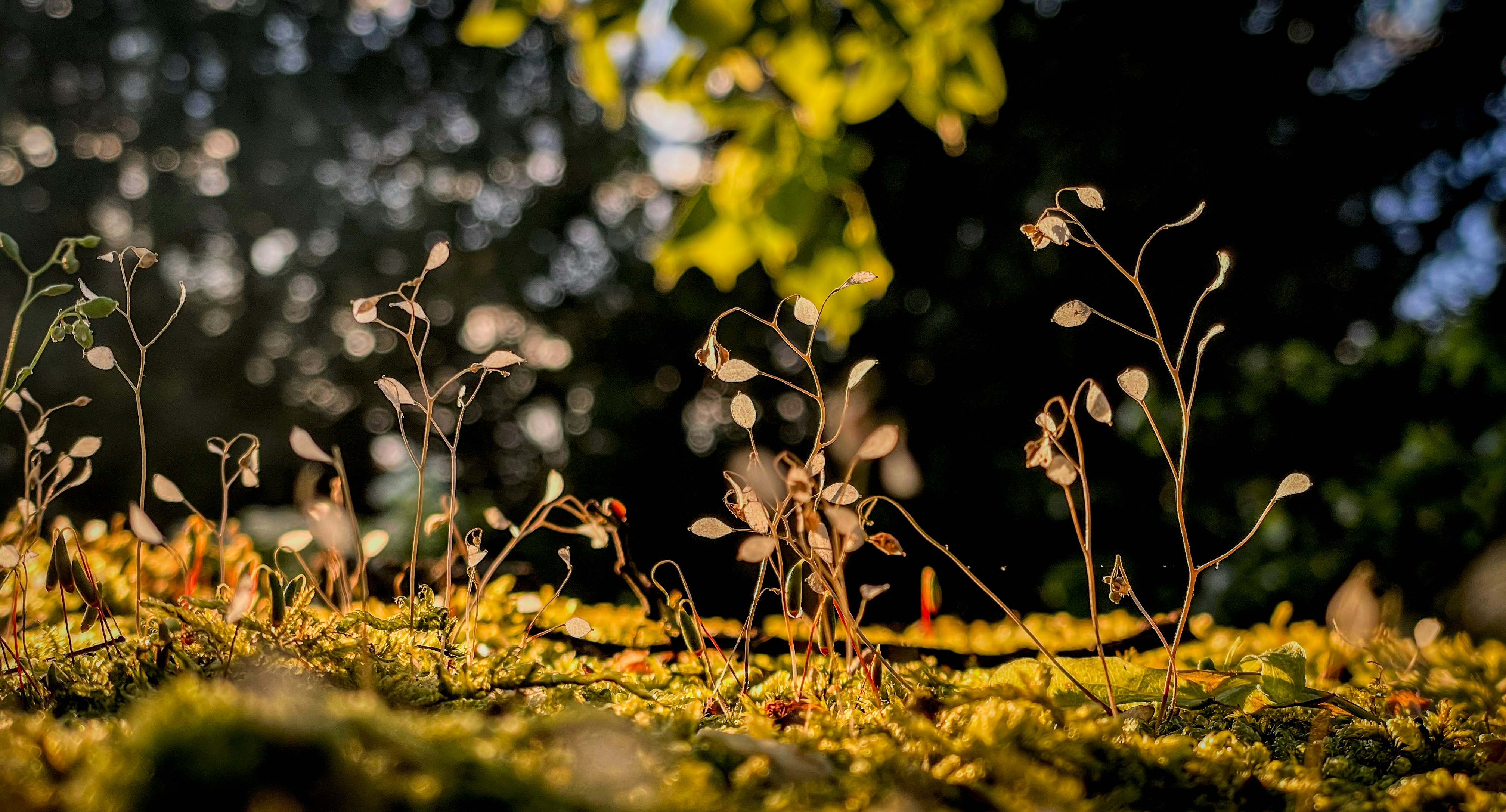 Golden sunlight bathes the forest floor, highlighting the delicate seedlings emerging from the mossy ground. The bokeh effect of the background amplifies the tranquil and serene ambiance of the woods during the golden hour.
