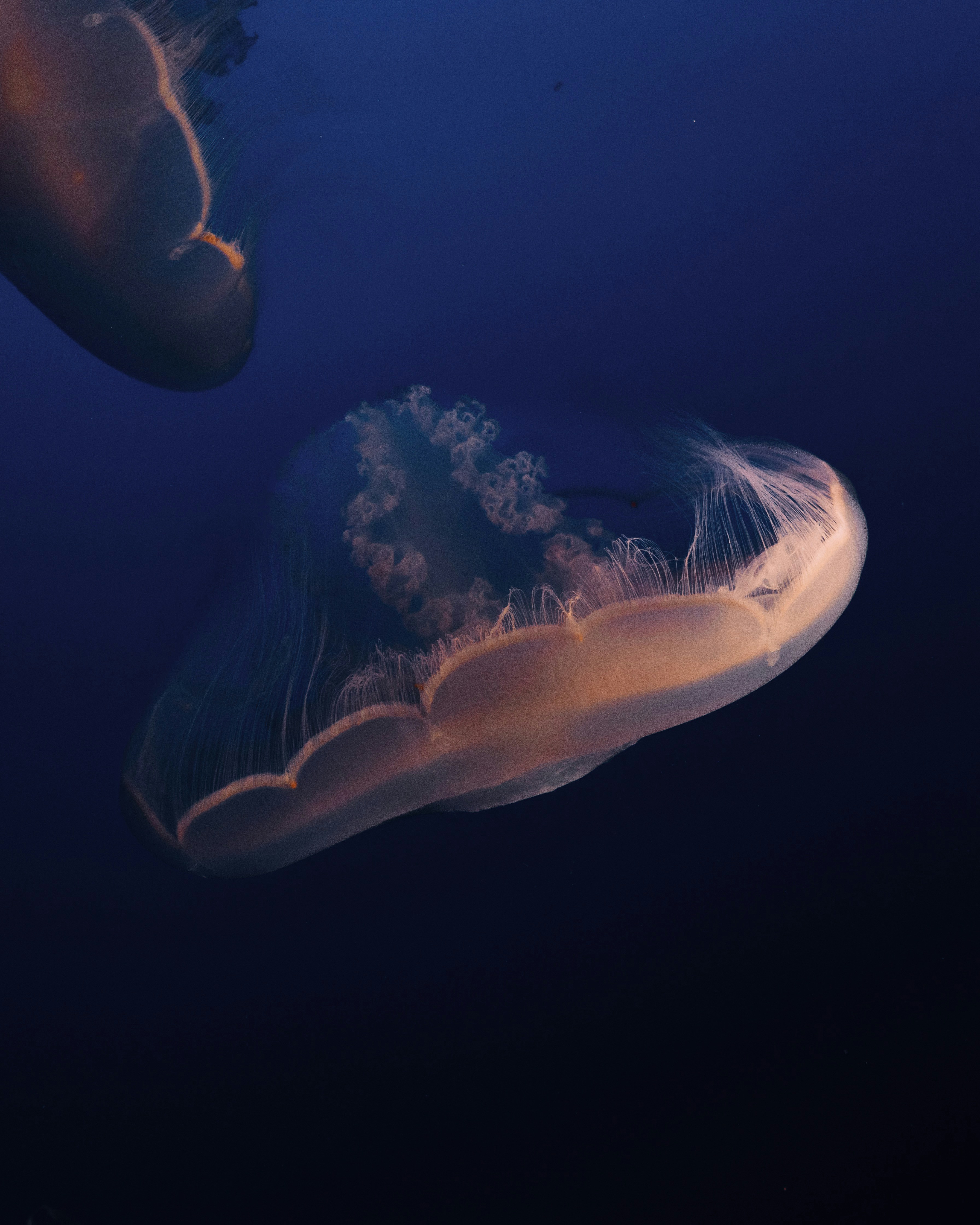 Indigo Drift: a jellyfish gliding through the abyssal glow