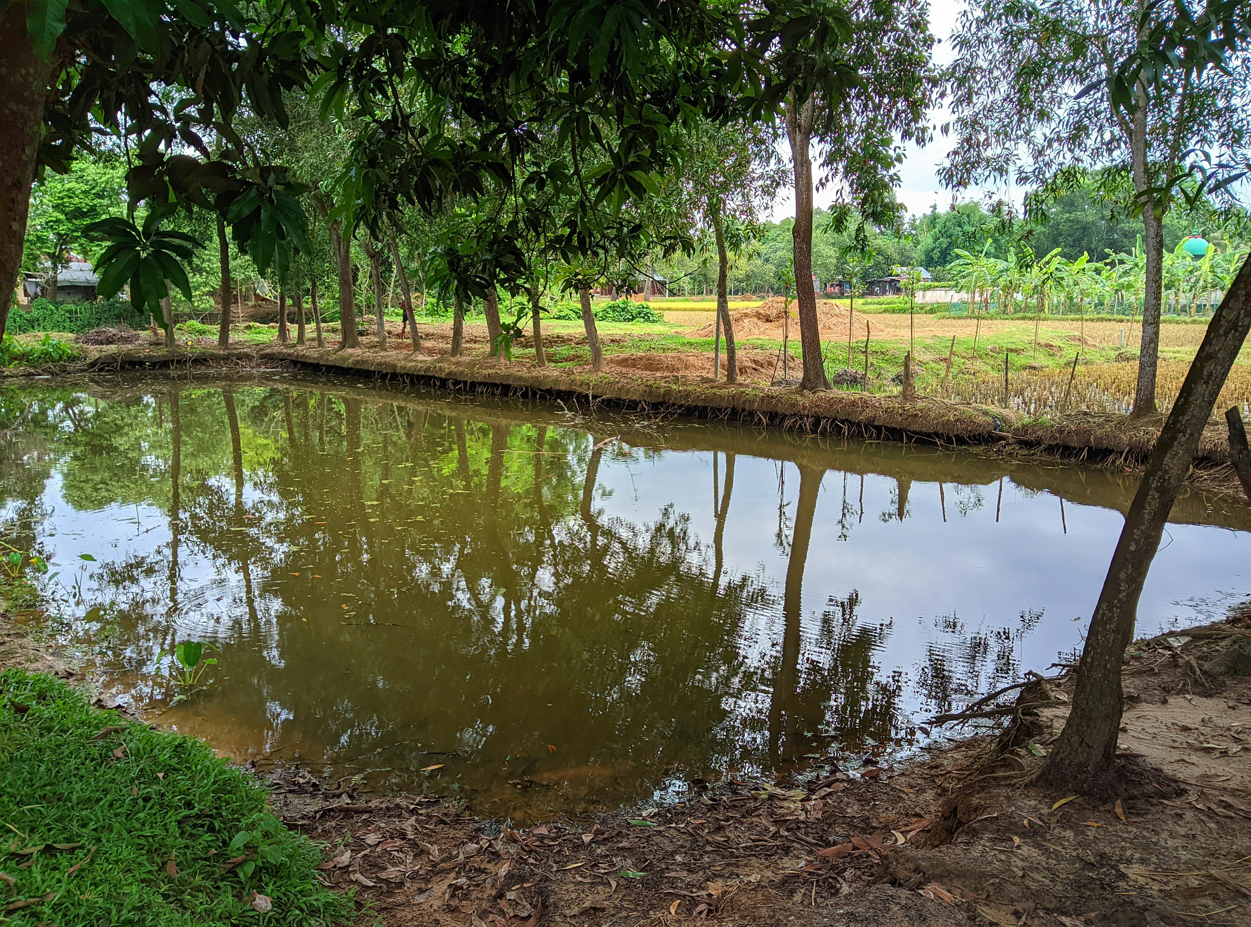 Serenity by the Reflective Pond