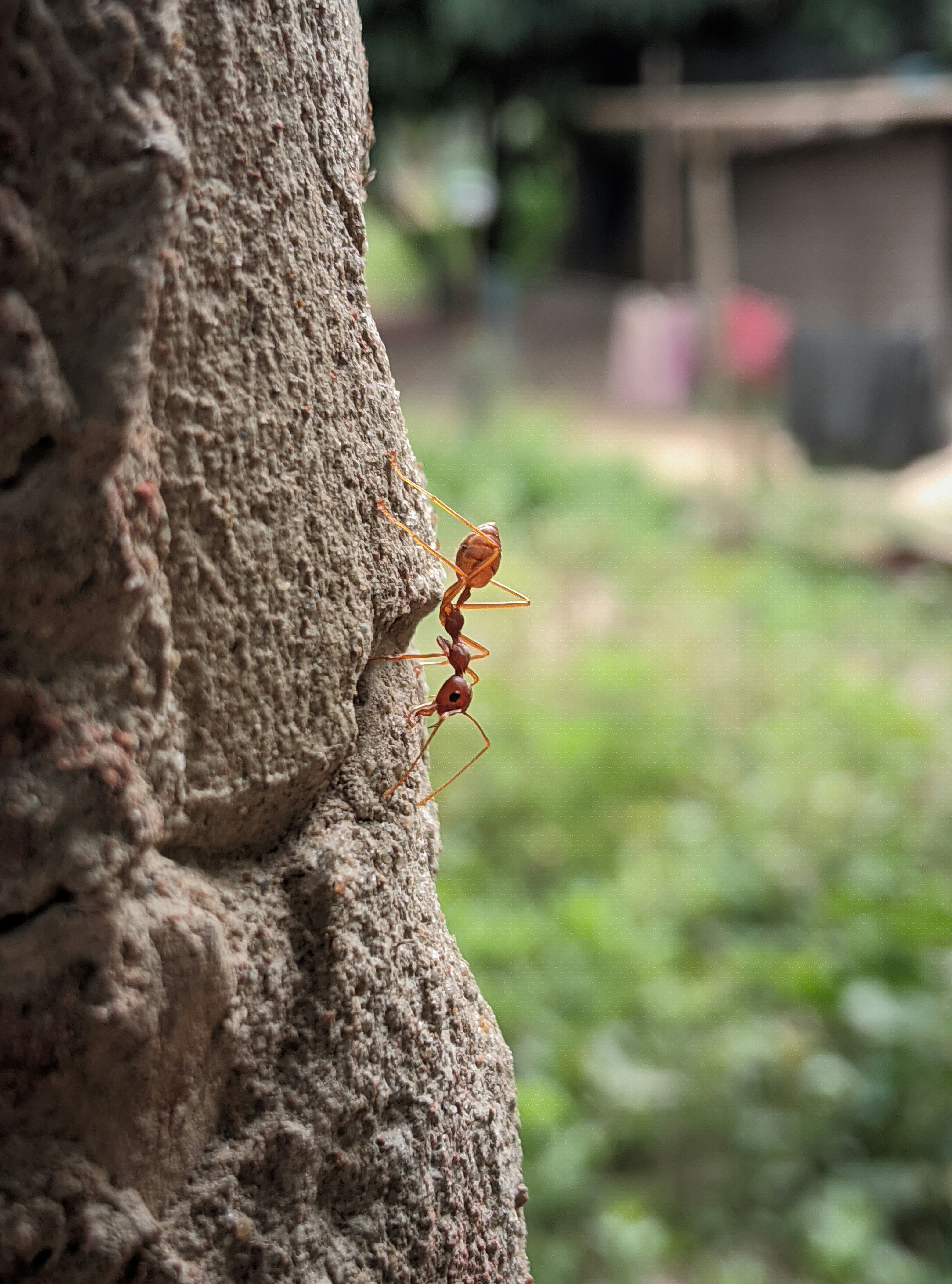 Ant on a quest