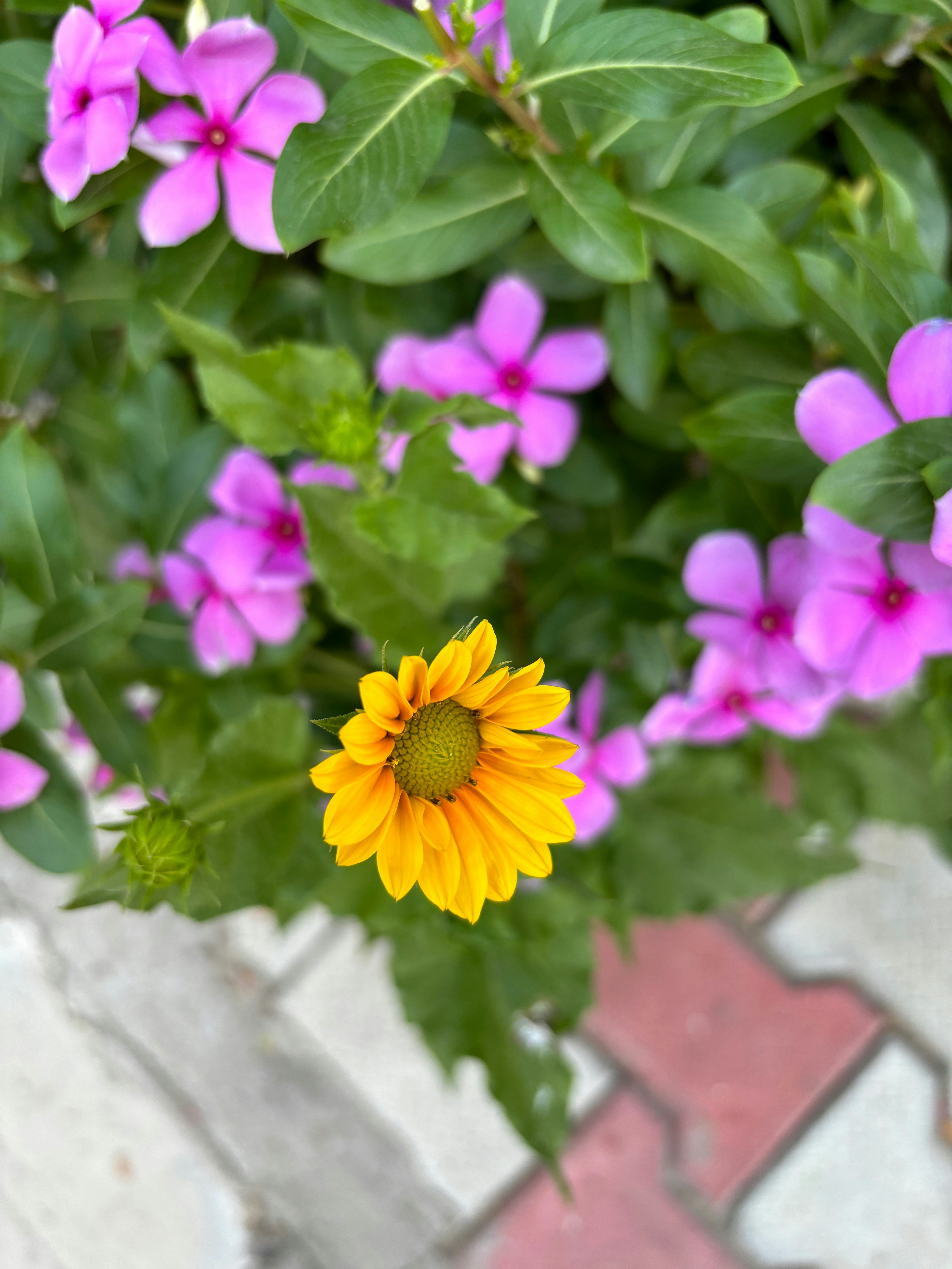 Bright yellow daisy anchors the frame among pink impatiens and lush green leaves. The shallow depth of field makes the flower pop while the background falls into soft, colorful bokeh.