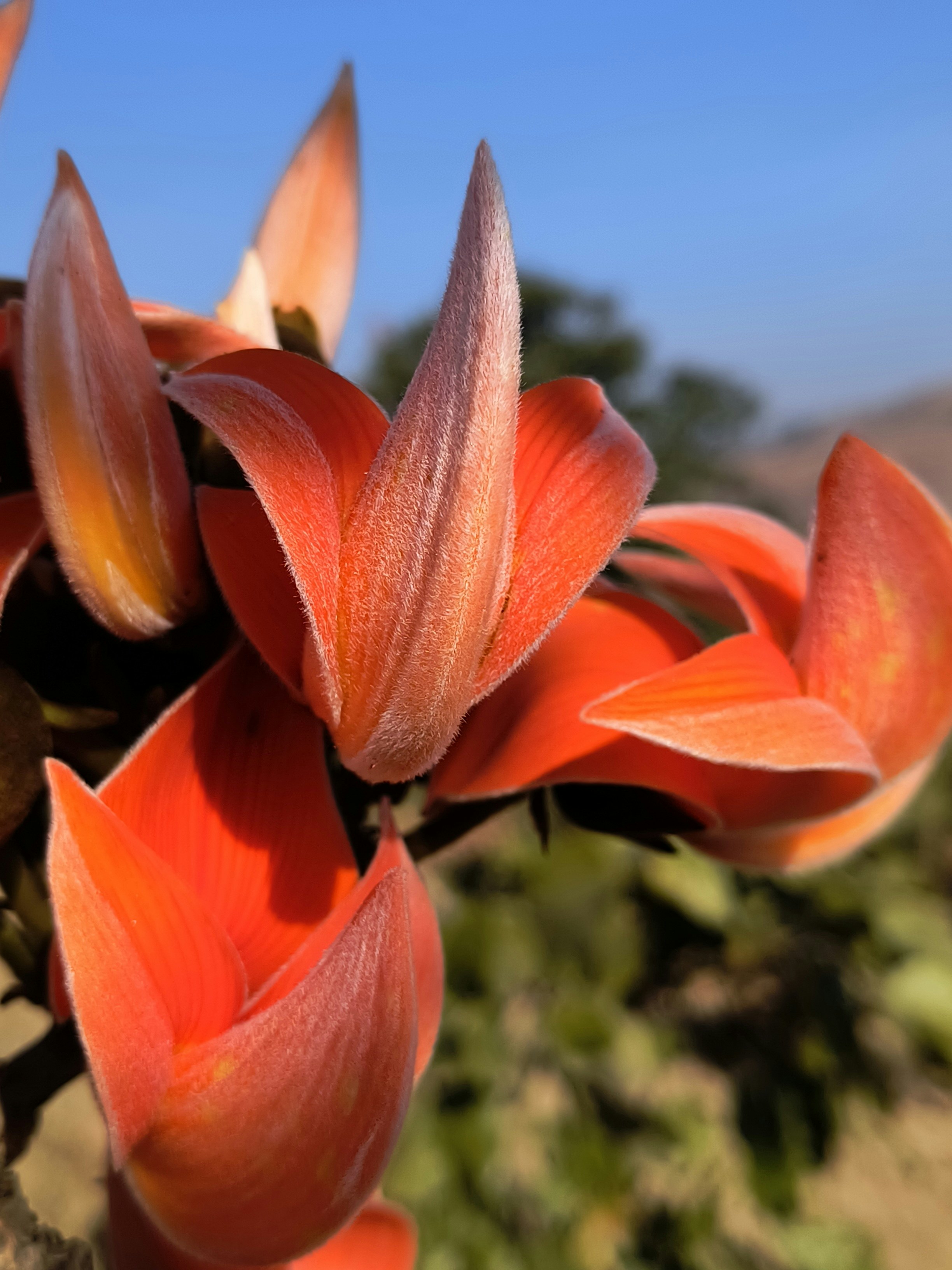 Crimson Petals in Sharp Focus Against a Soft Blue Sky